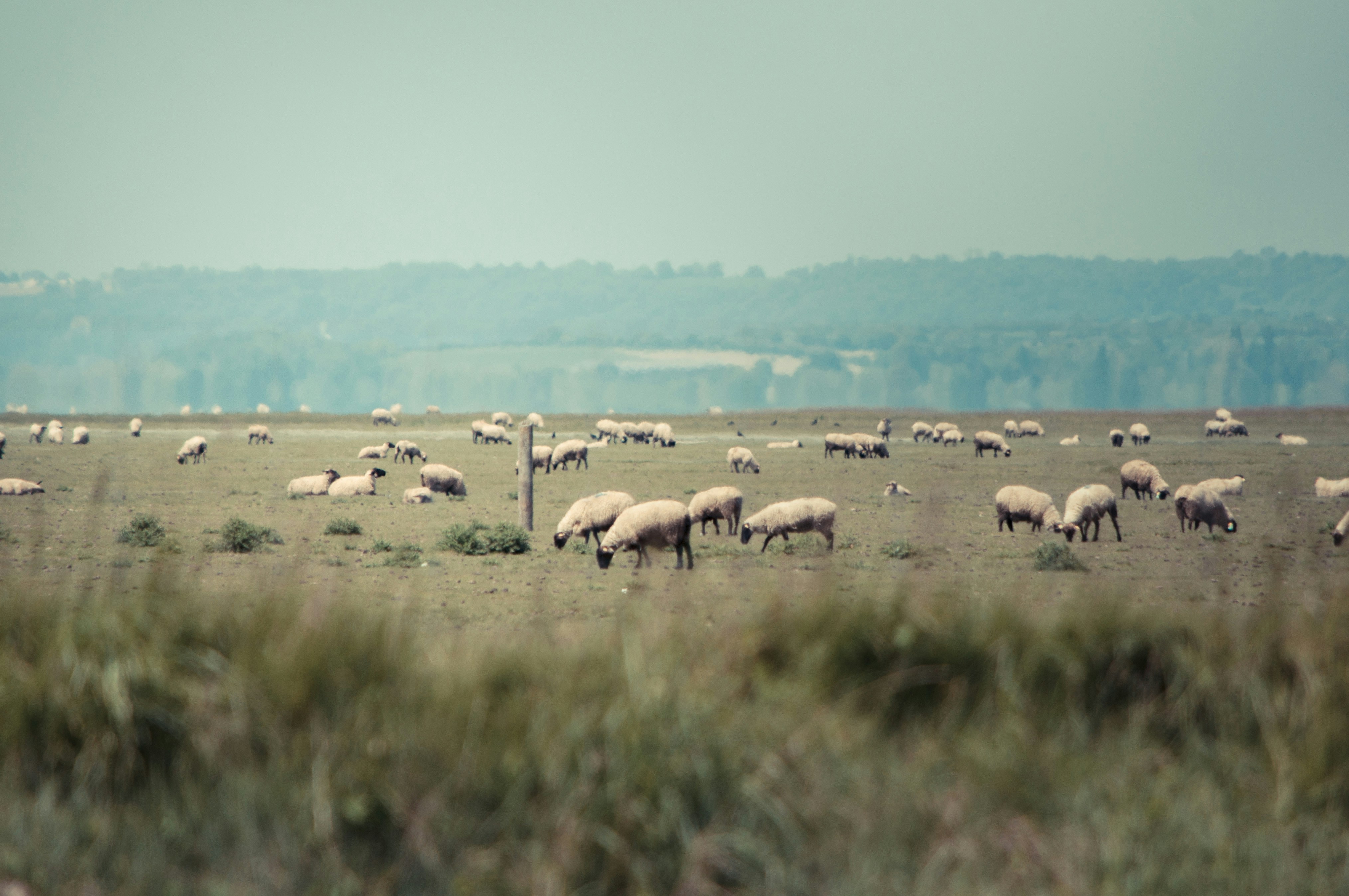 Herd in a Quiet Prairie: Sheep on a Distant Moor