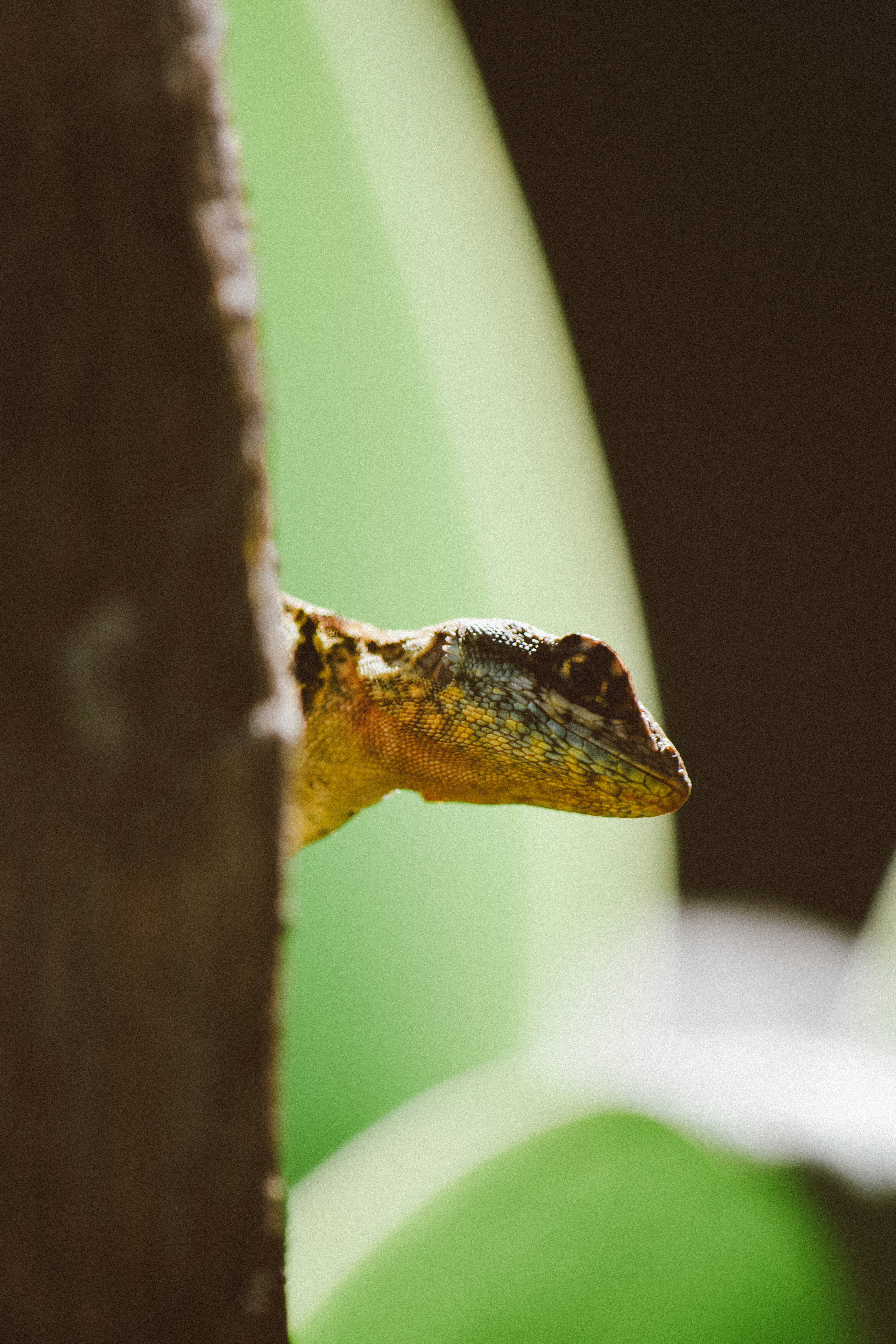Emerald Gaze: A Gecko Emerging from a Moss-Slate Silhouette