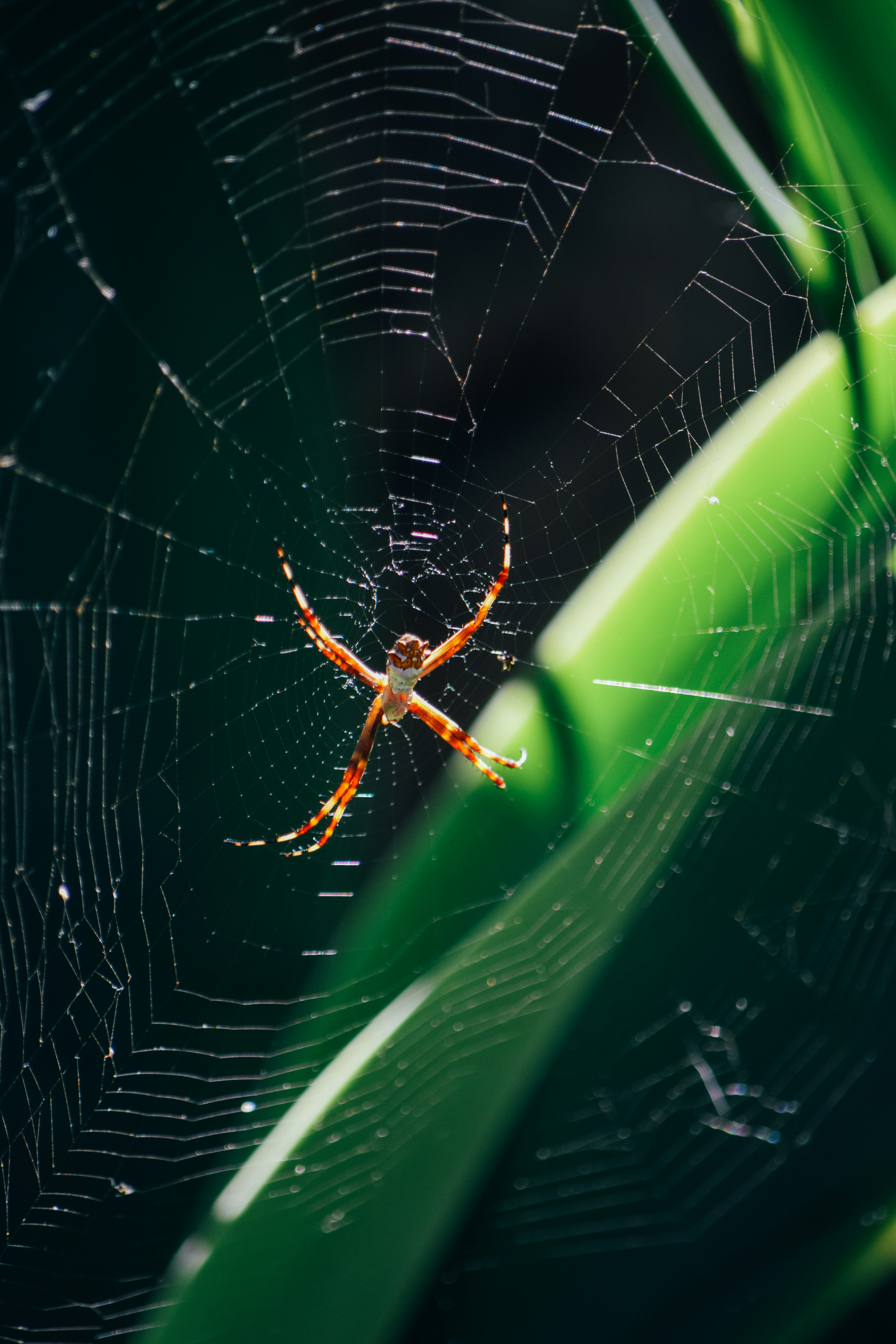 Spider Silk Crown: A Orange-and-White Orb Weaver Anchors Its Web amid Green Leaves