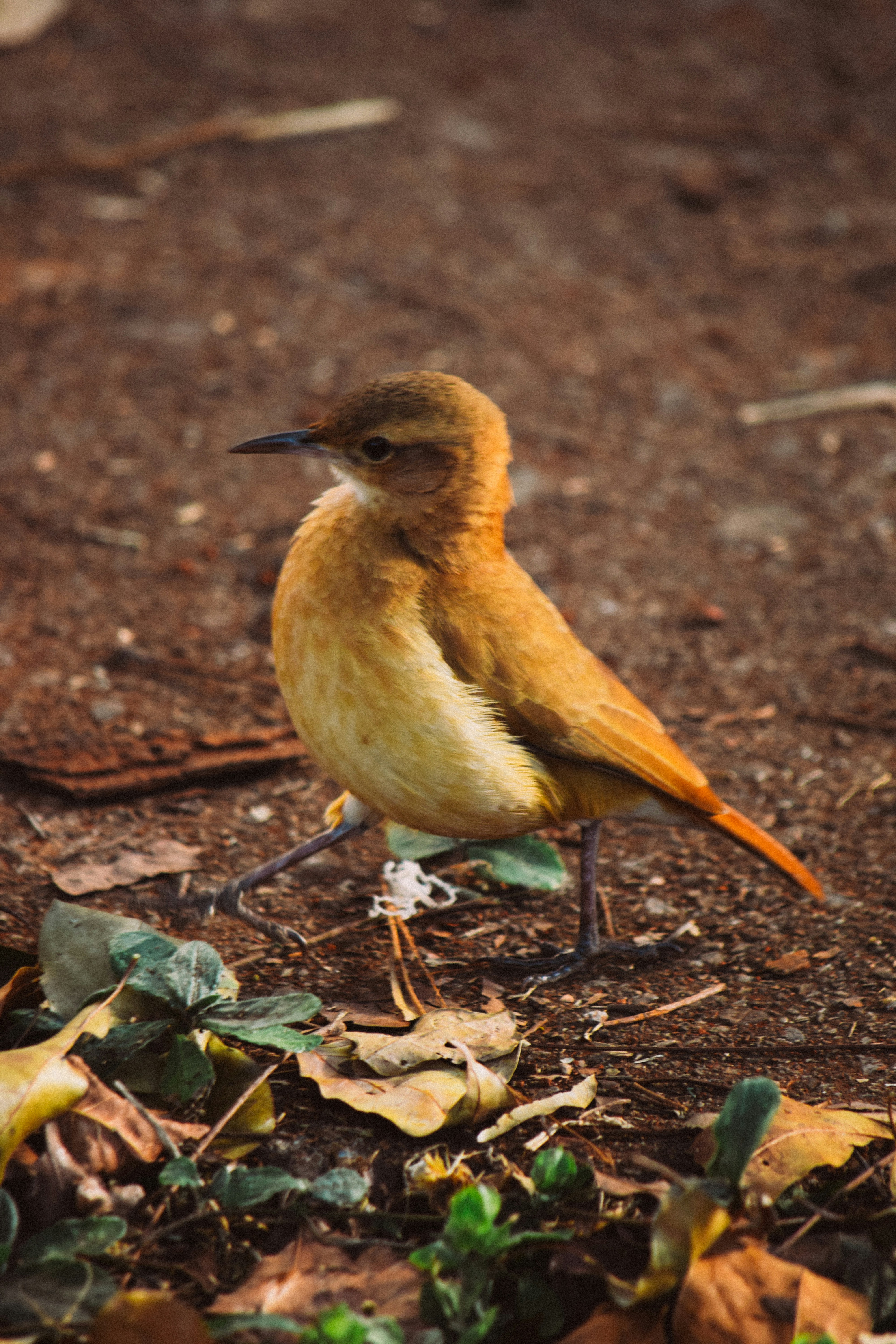 Amber Warbler on Earthen Ground with Leaf Litter