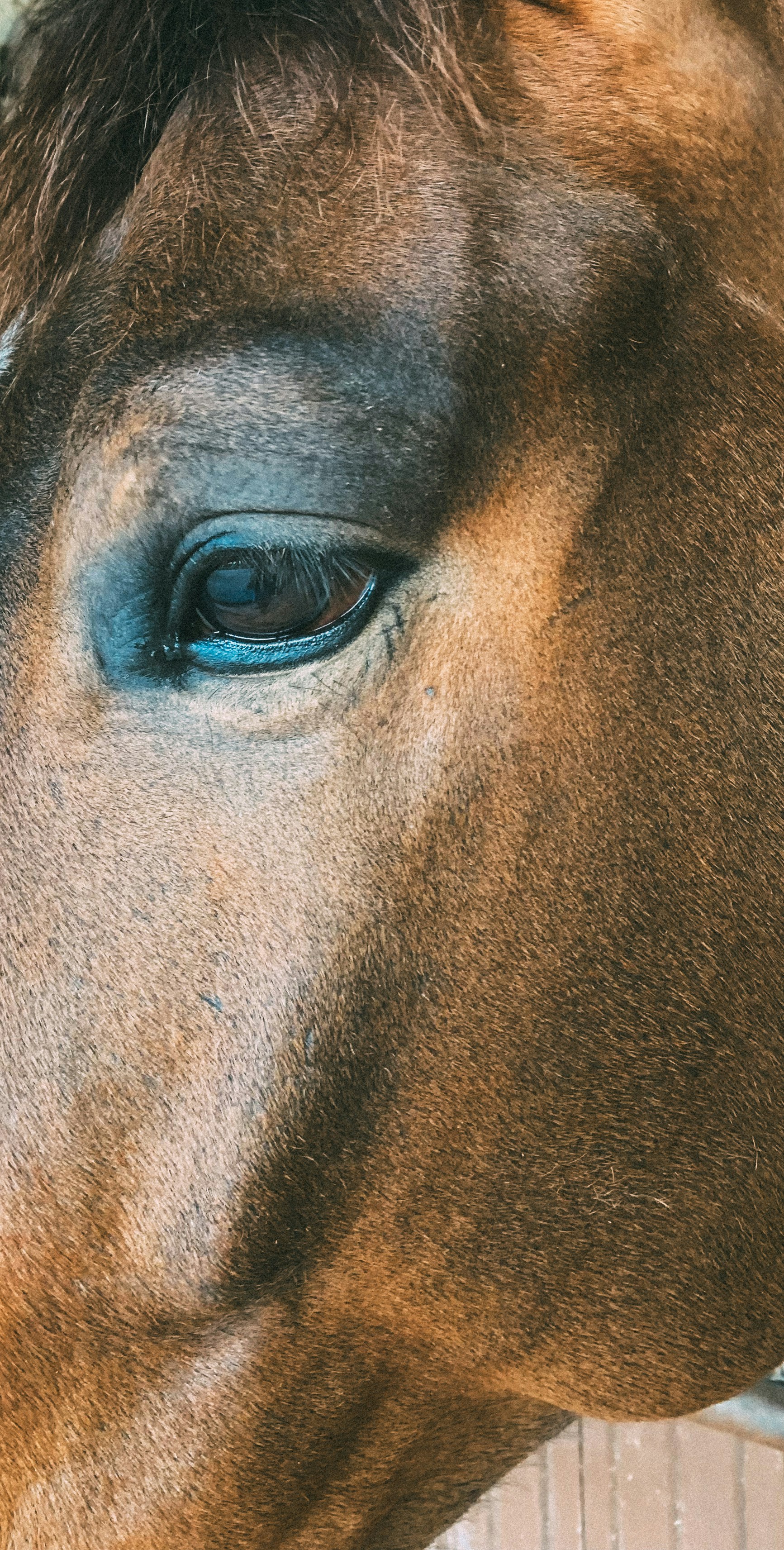 Close-up of a horse’s eye: quiet strength in warm light