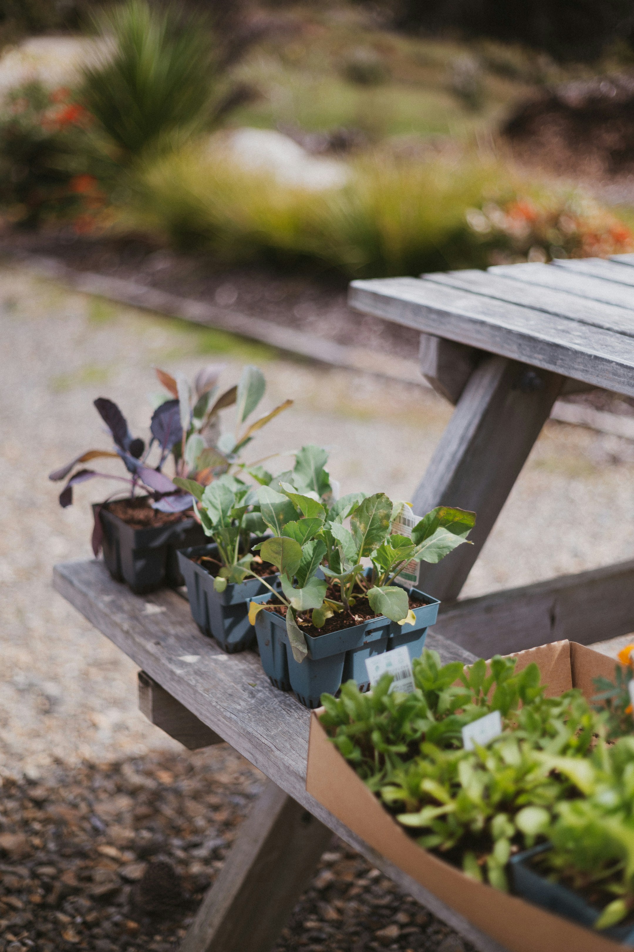 Seedling Parade on Weathered Picnic Table