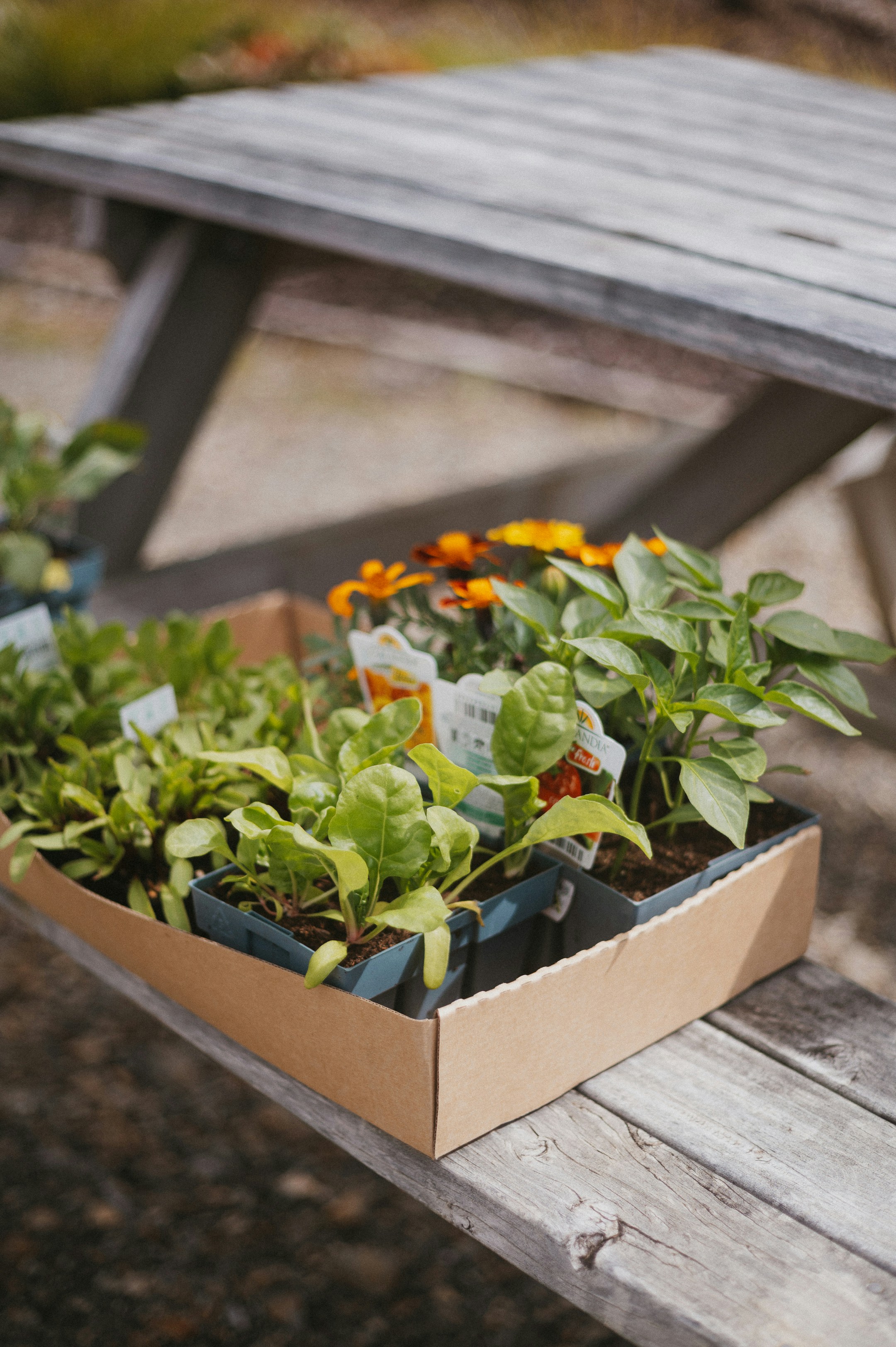 Tiny Garden Oasis in a Weathered Wooden Setting