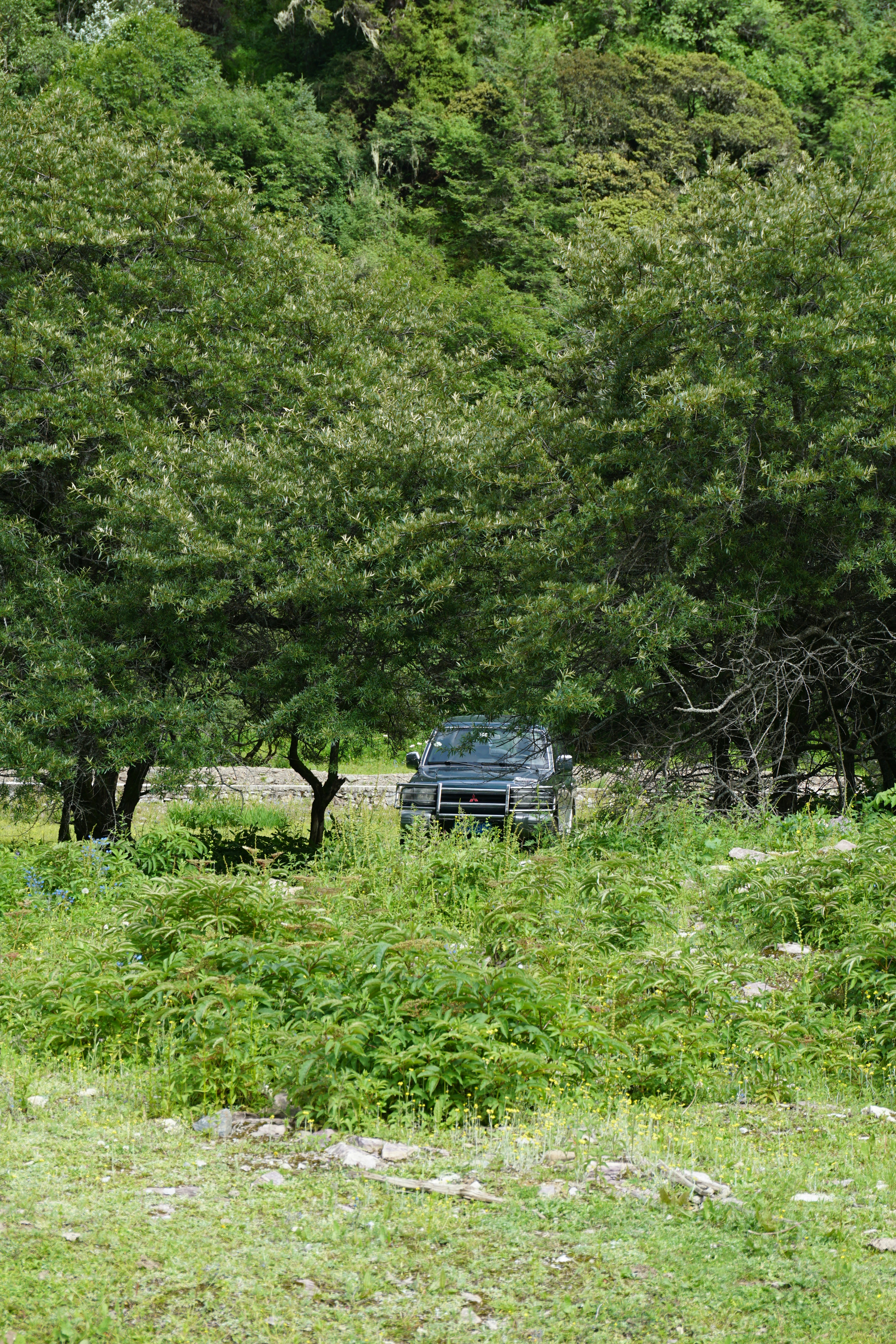 Hidden Vehicle Beneath the Canopy