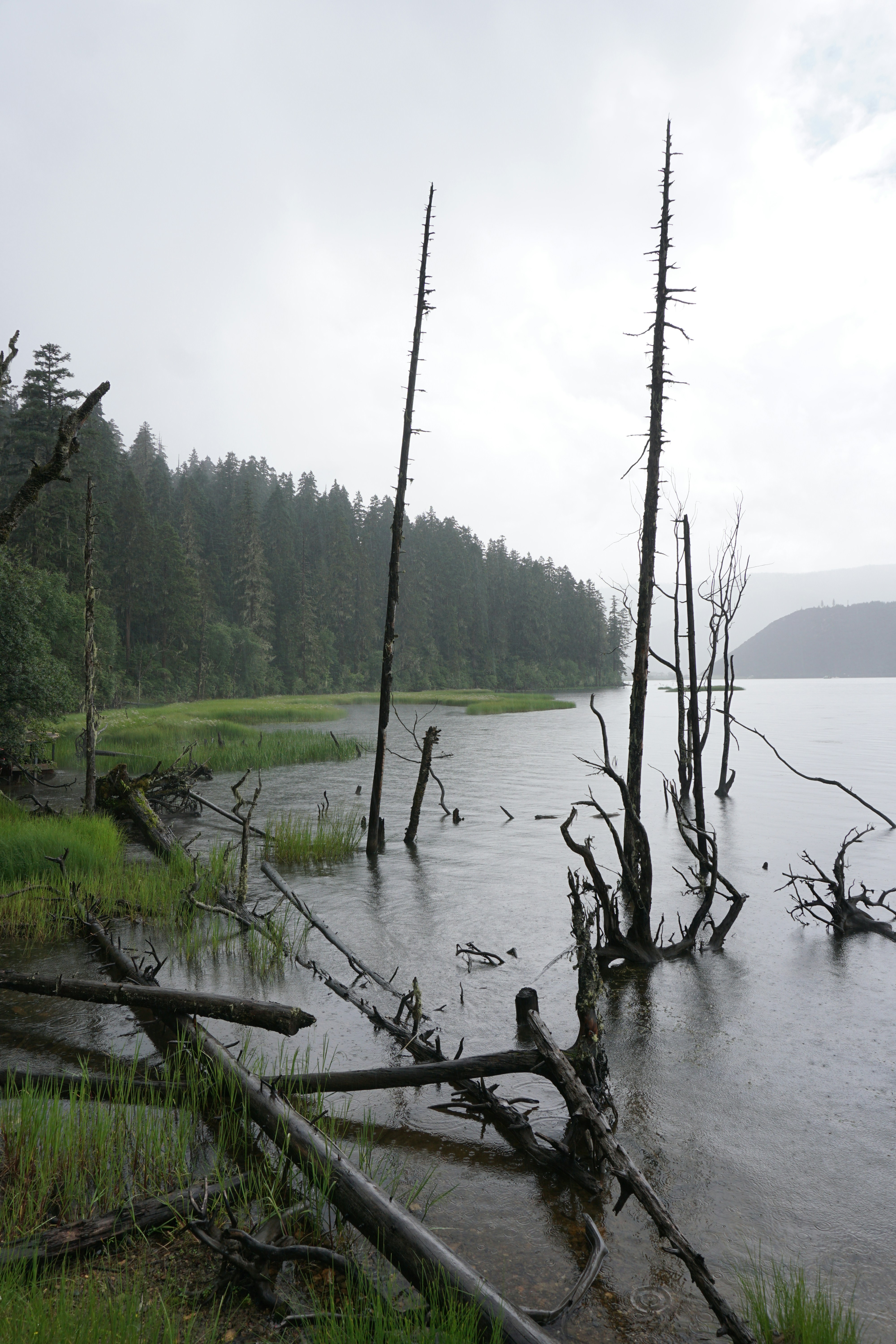 Echoes of a Silent Shore: Sunken Trunks at the Lake's Edge