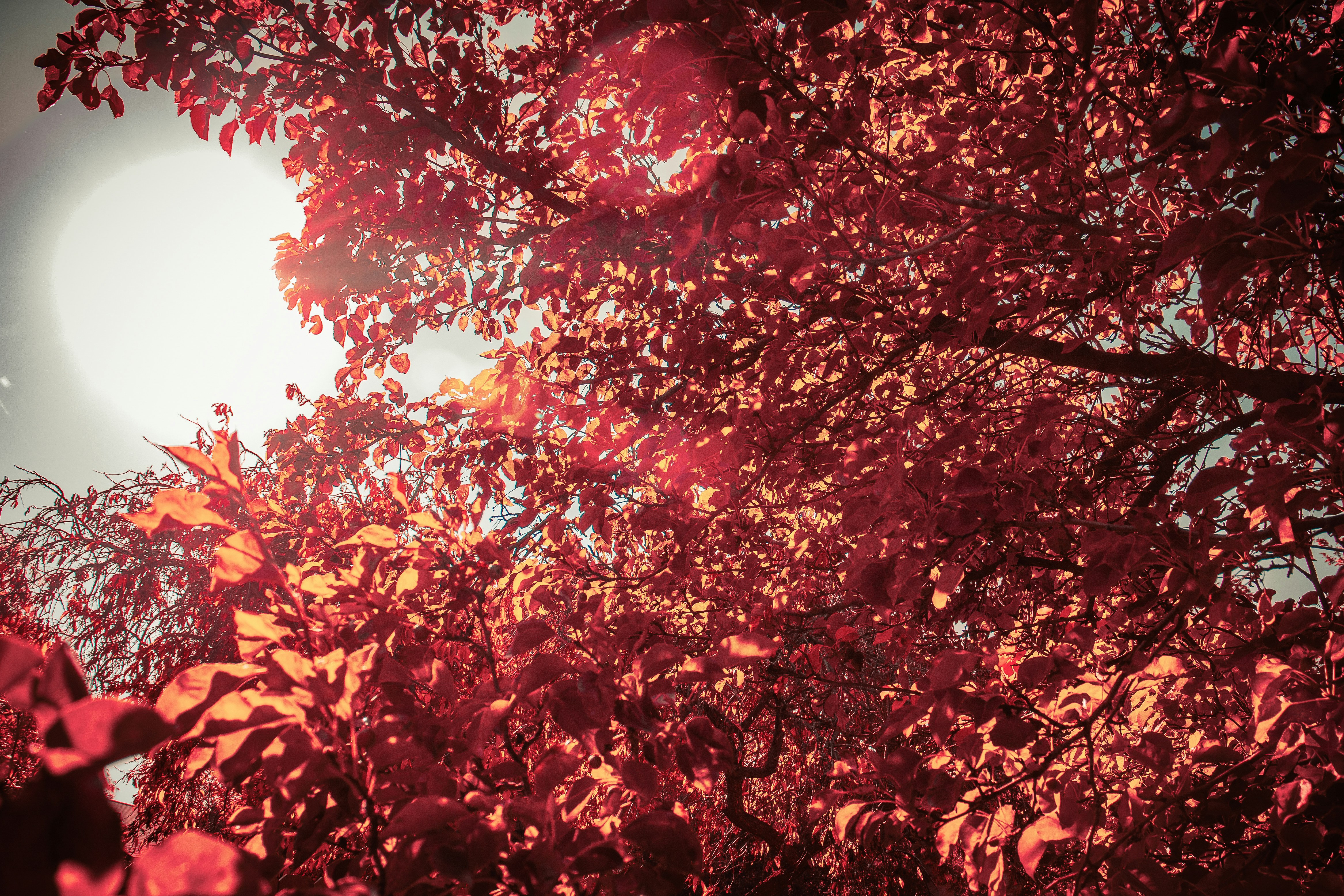 Crimson Canopy: Sunlit Leaves in a Warm Red Panorama