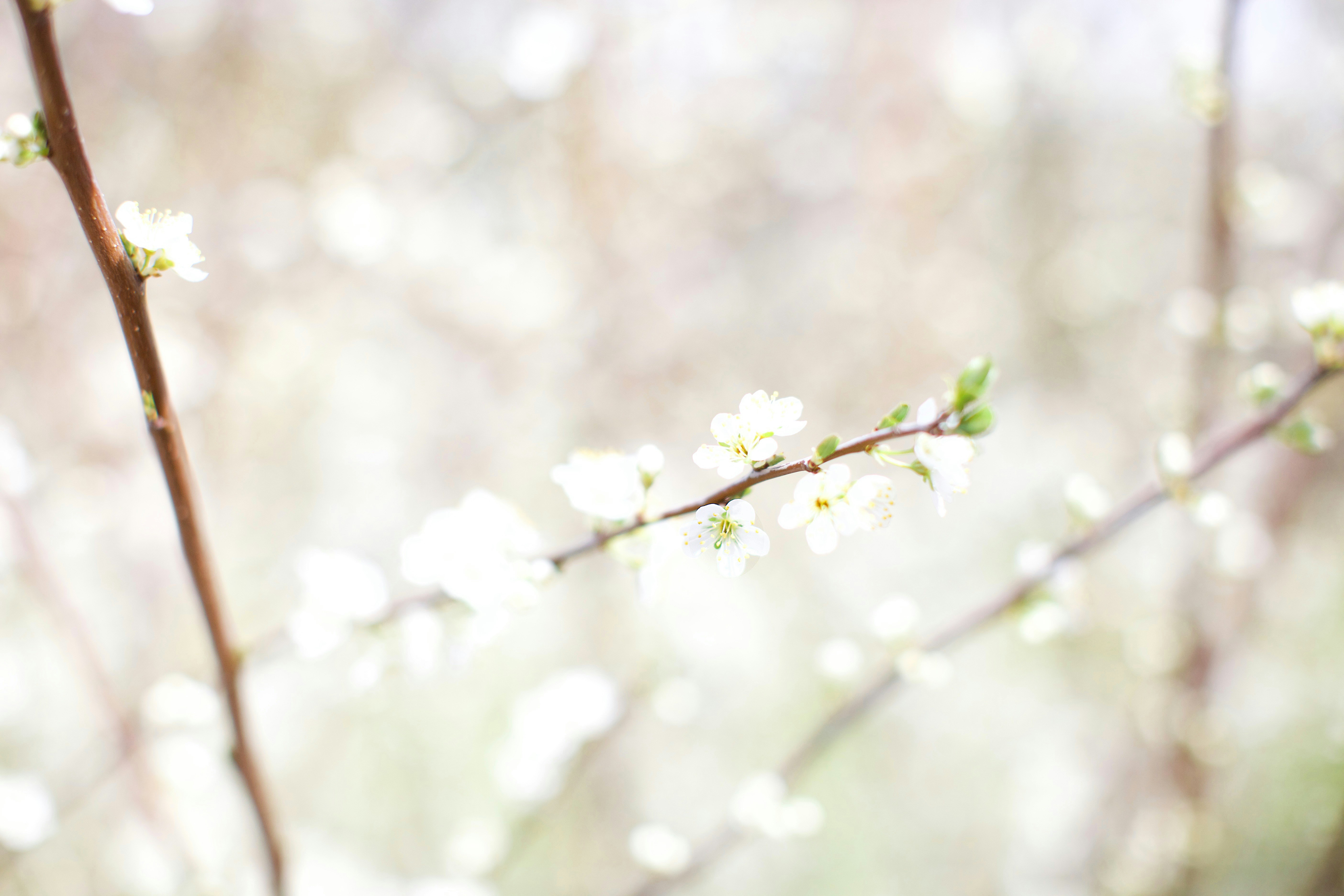 Blossoms in Soft Blur: A Quiet Branch in Spring Light