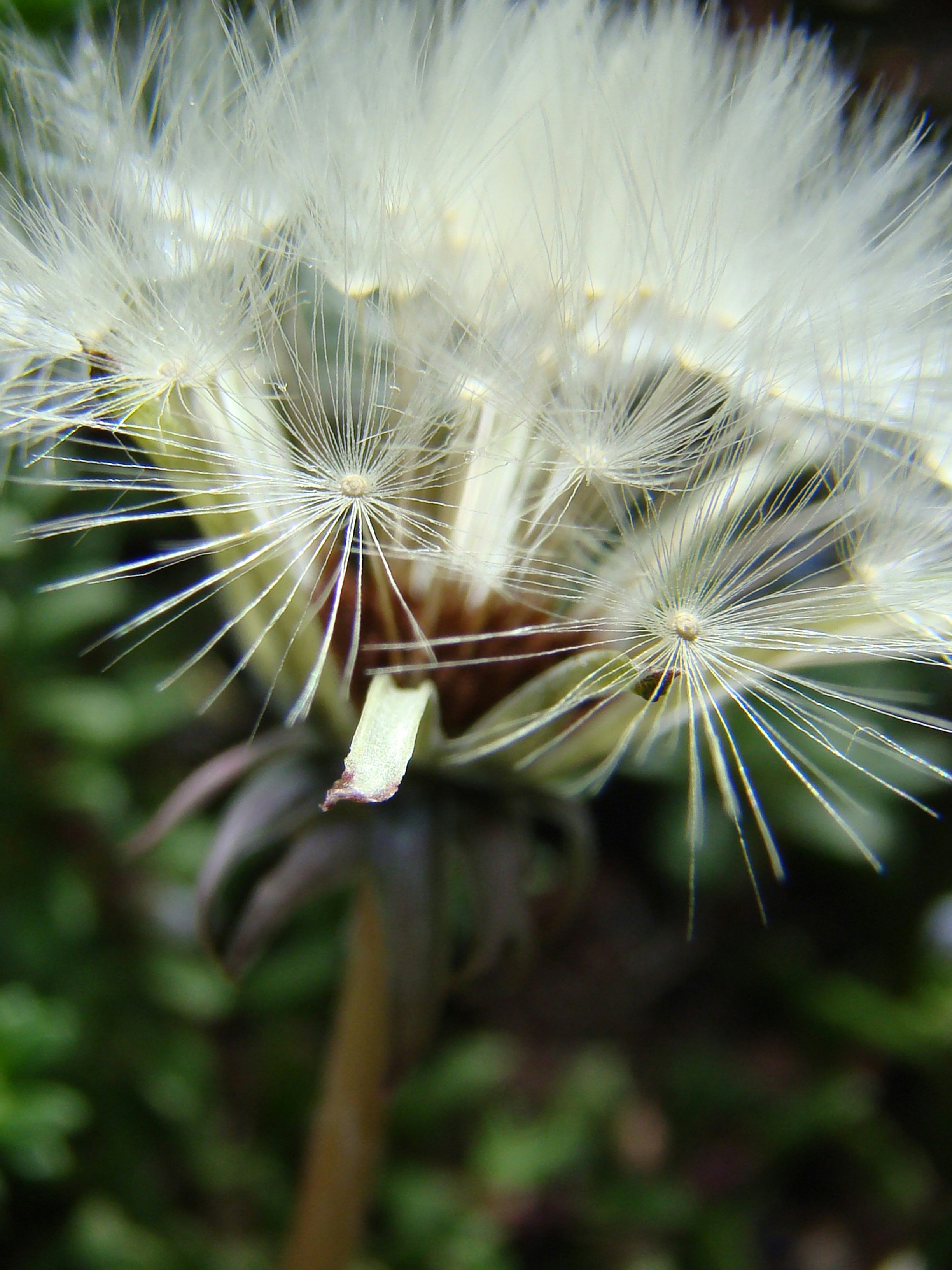 Whispering Seeds: A Close-Up of a Dandelion's Crown