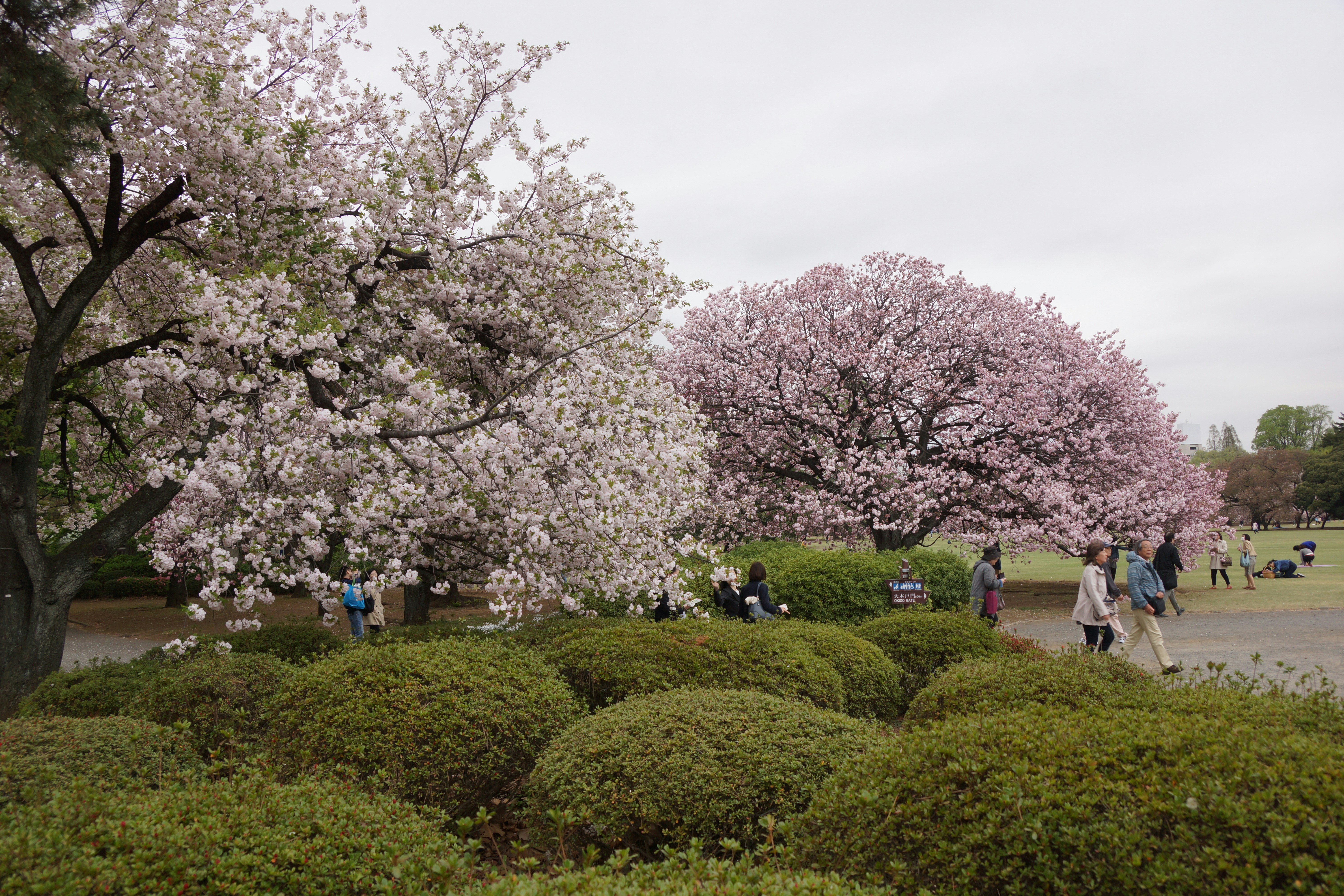 Blossom Boulevard: A Pair of Spring Orchards in Bloom