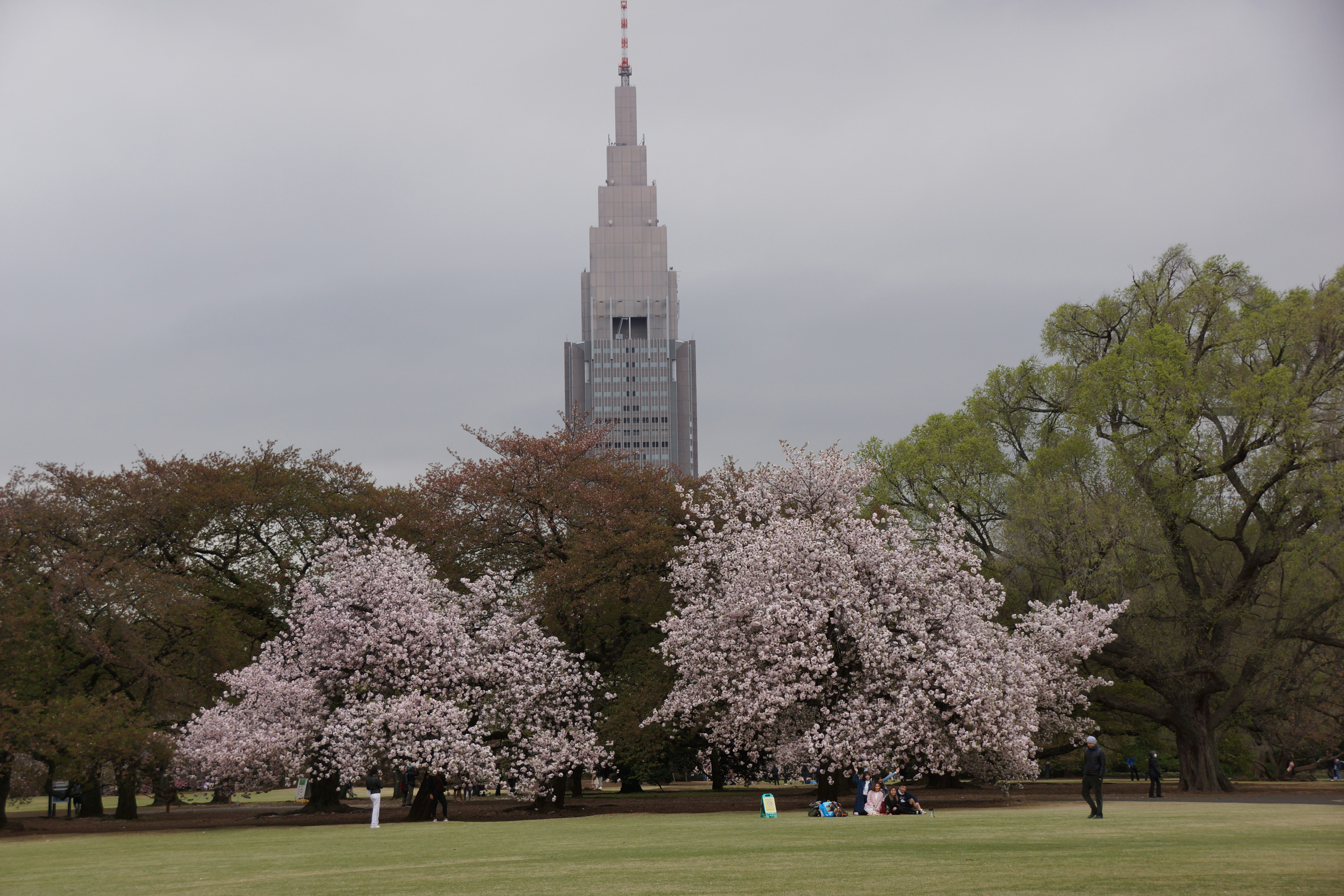 Blossoms at the Footsteps of a Skyscraper