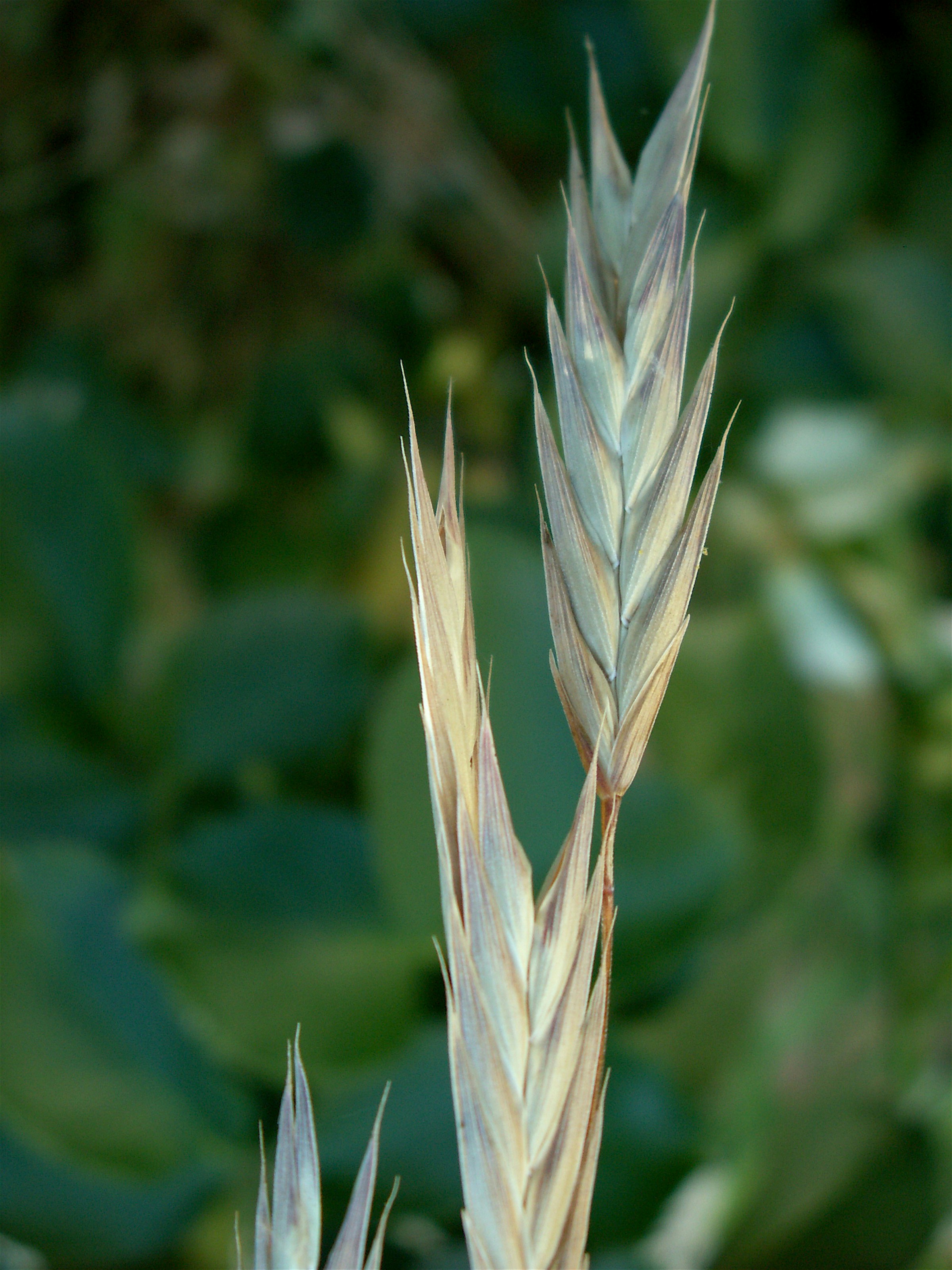 Dried grass stalks with pointed tips against a green backdrop.