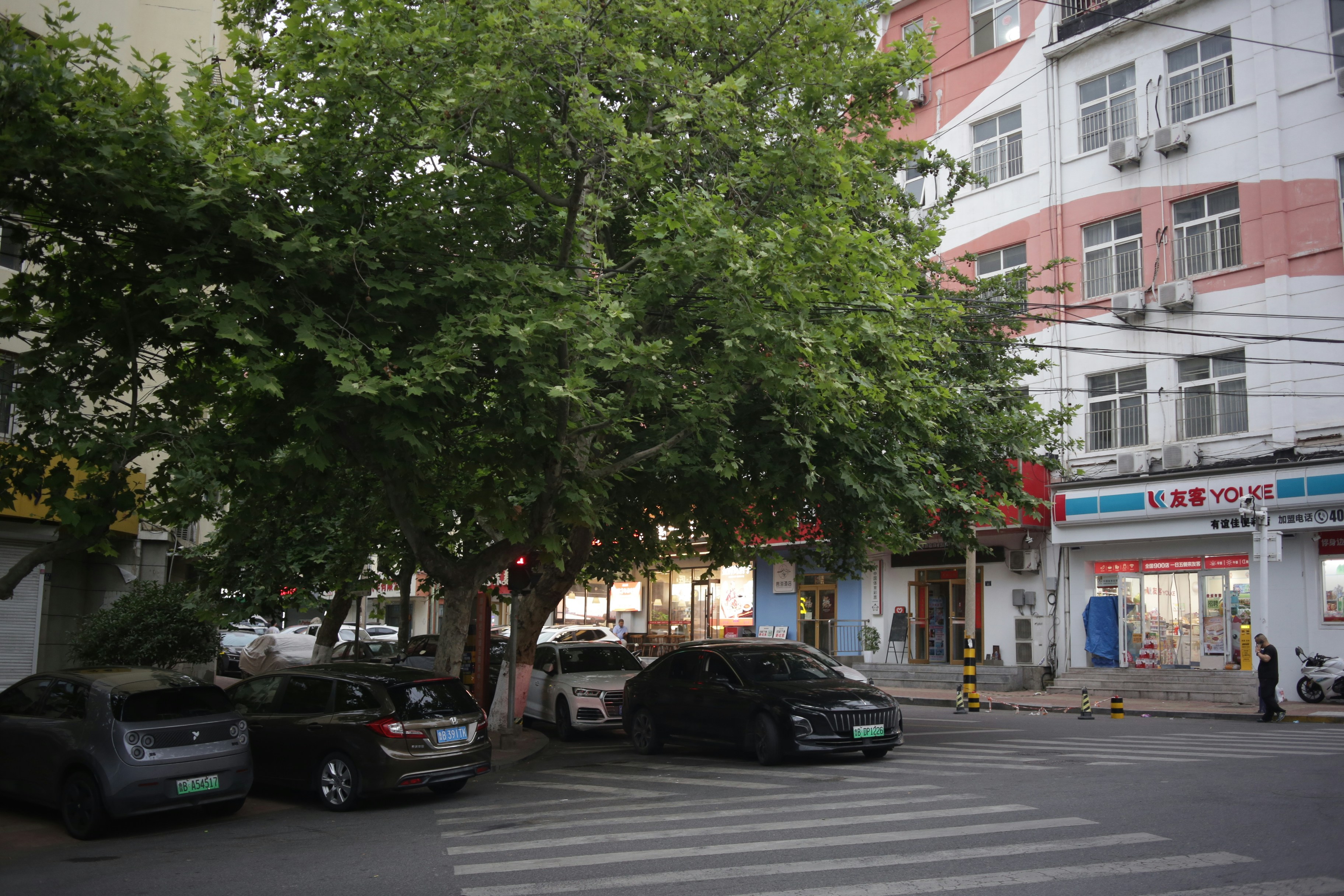 Crosswalk Quiet Under the Canopy of City Trees
