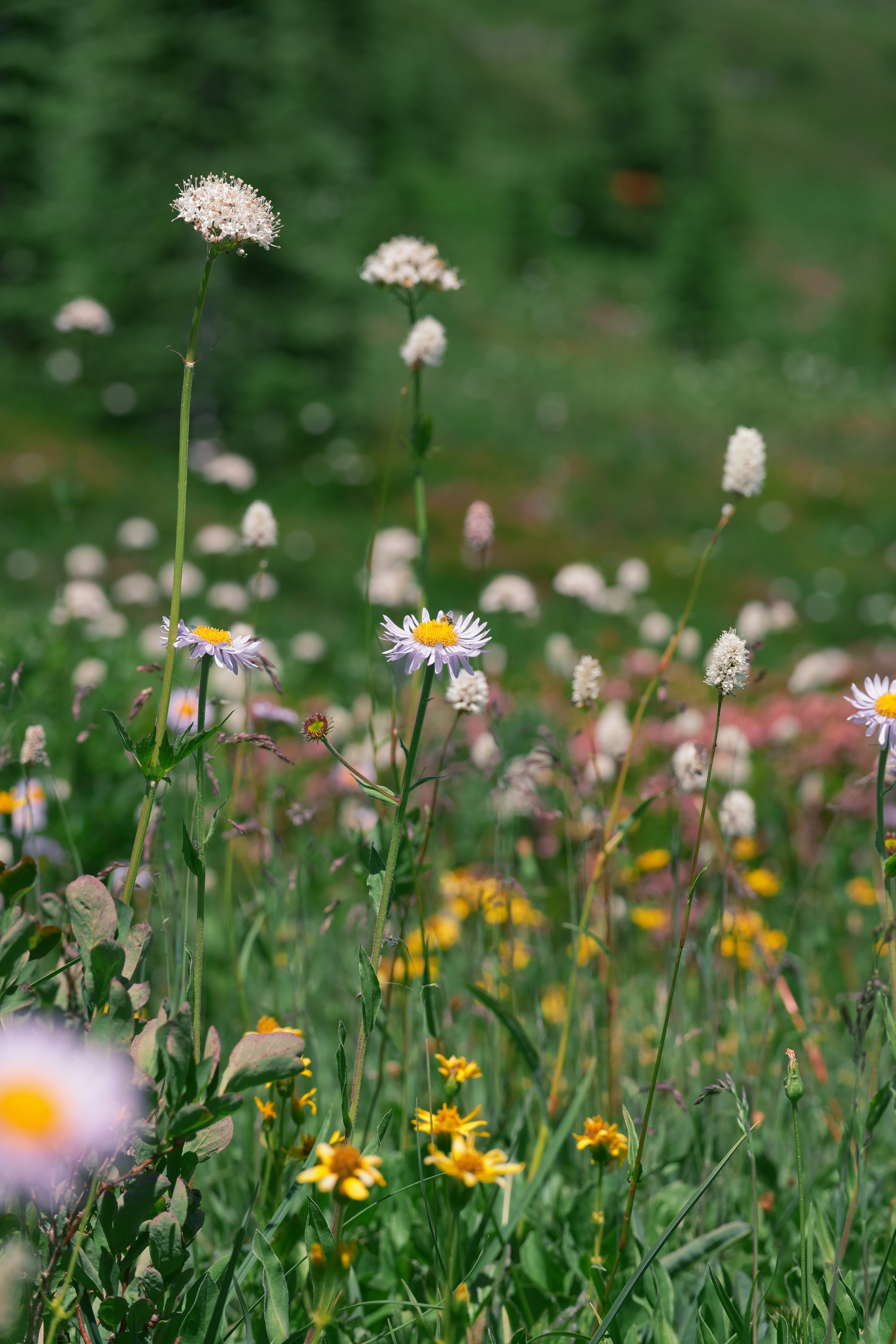 White-topped field daisies reach toward a sunlit meadow