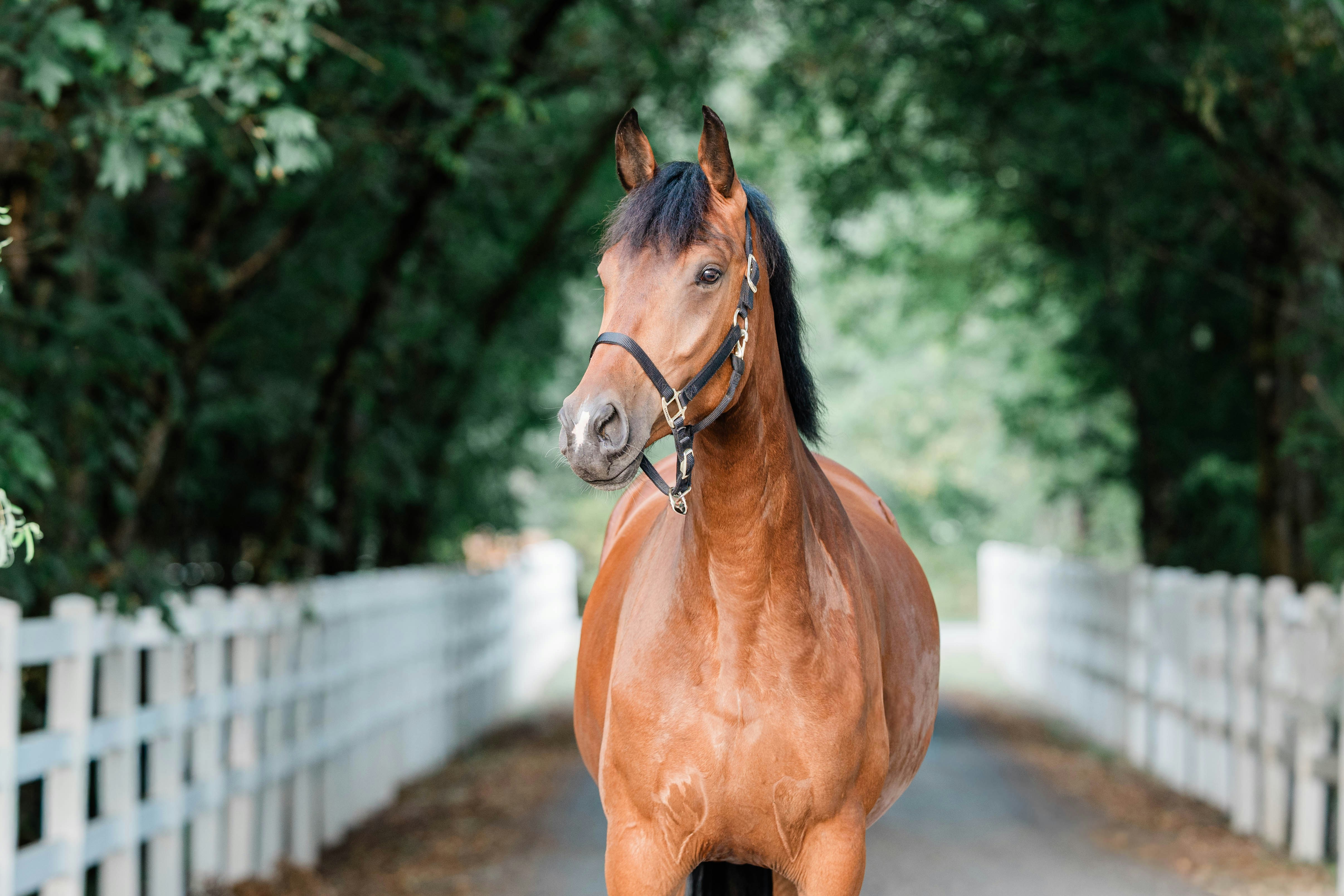 Chestnut Equine in a Sunny Corridor