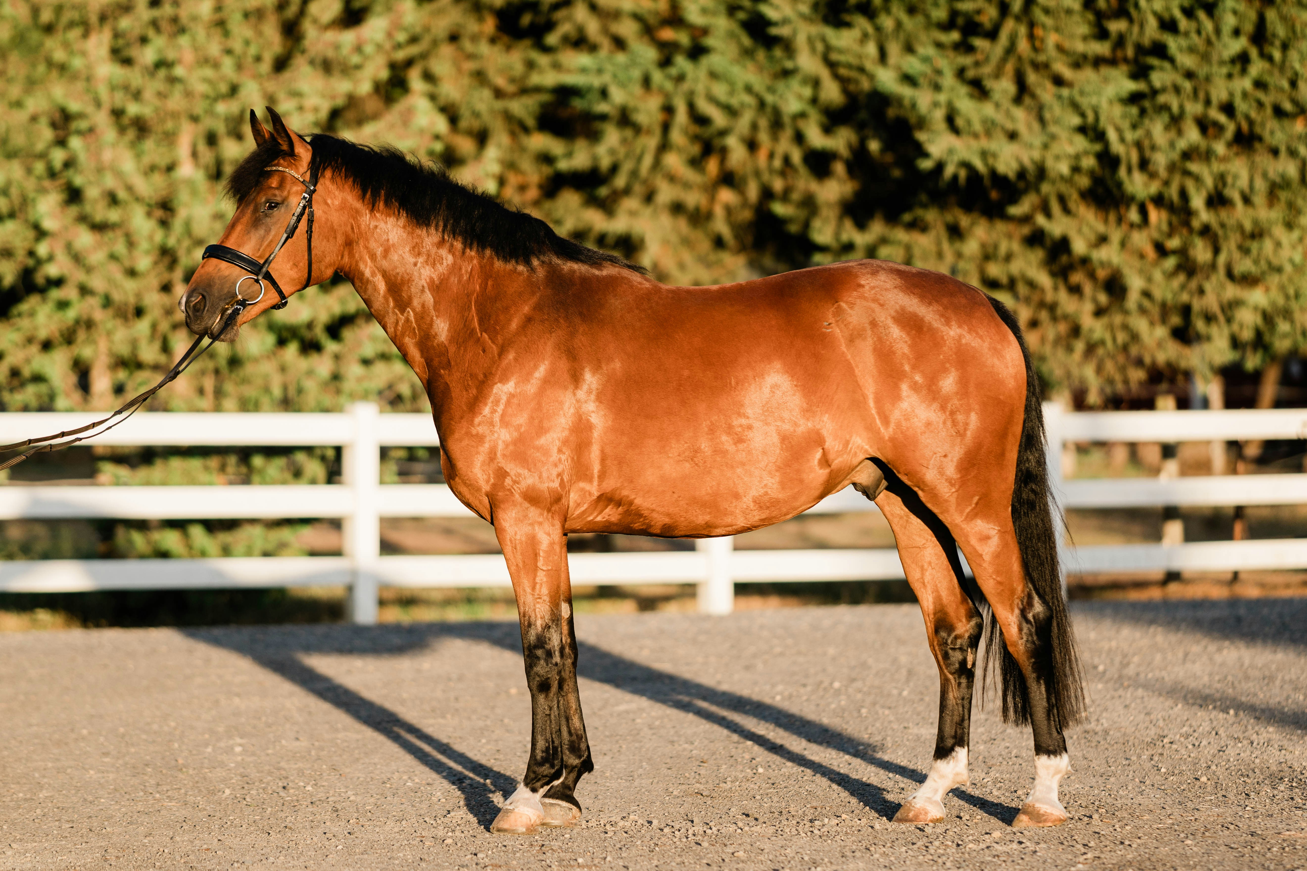 Golden Gleam: A Stallion in Warm Evening Light