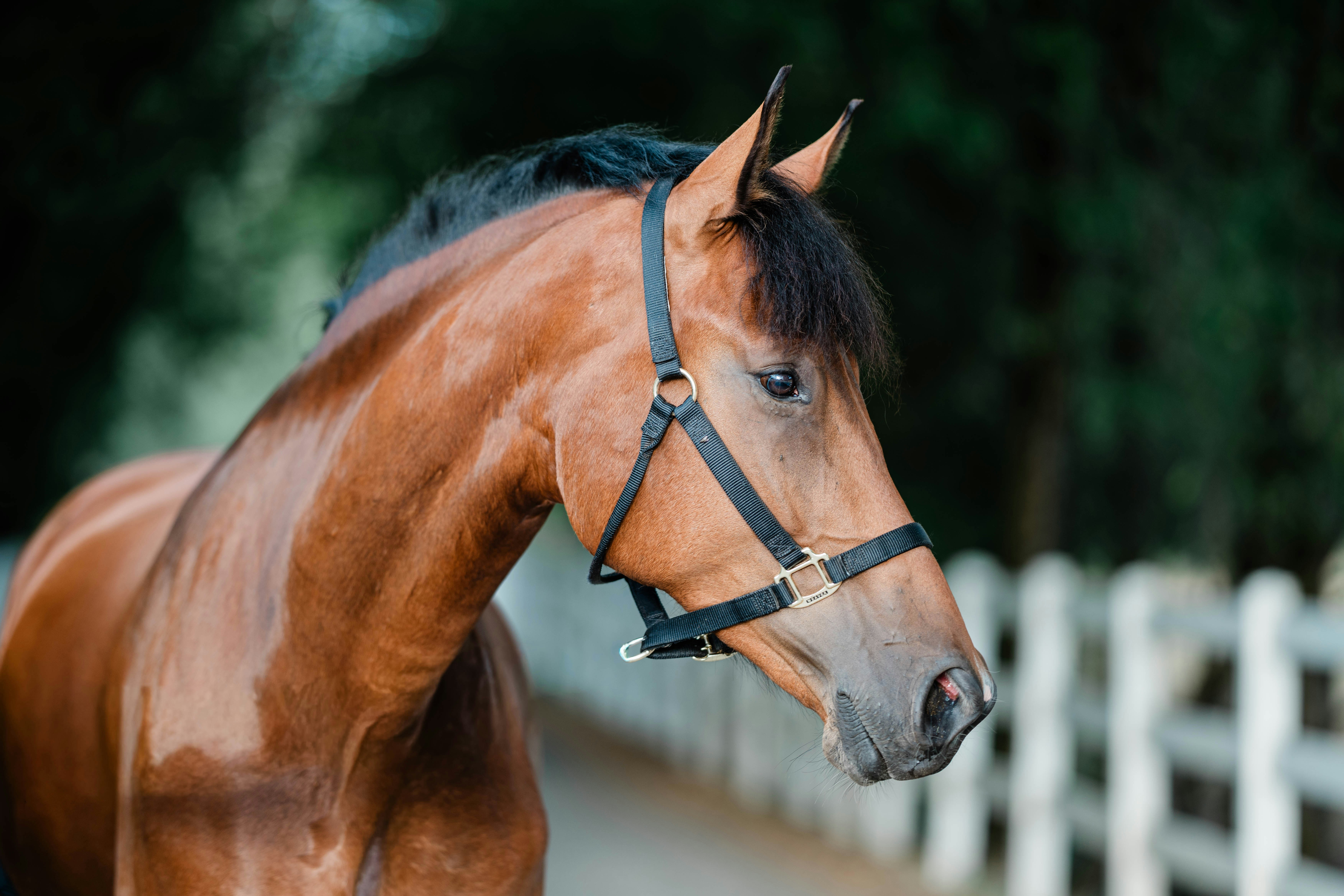 Side-profile Grace: A Chestnut Horse in Focus