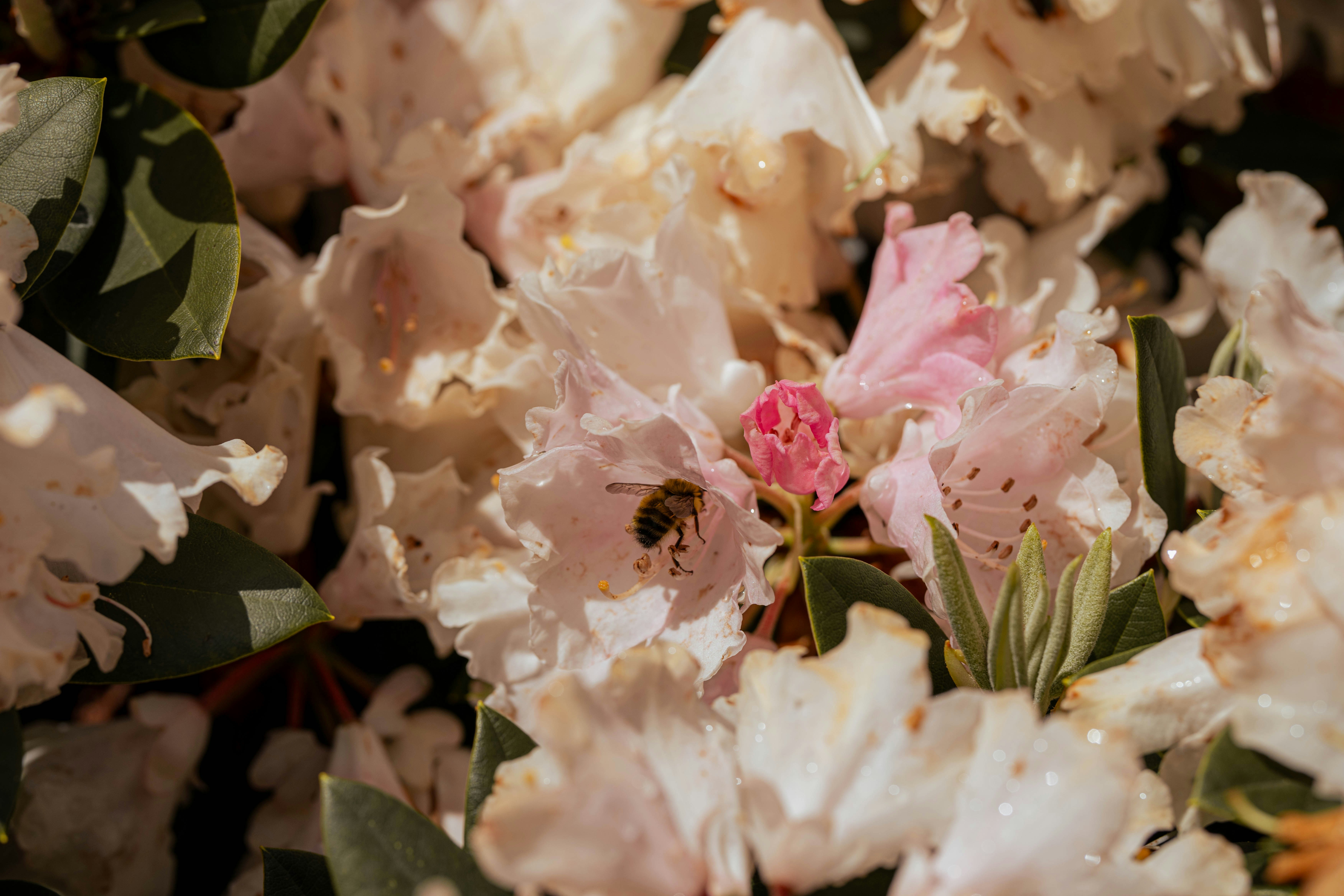 A cluster of pale white-pink azalea blossoms with a bee at the center, sunlight highlighting the petals and green leaves in the background. The image emphasizes the floral texture and pollinator activity.