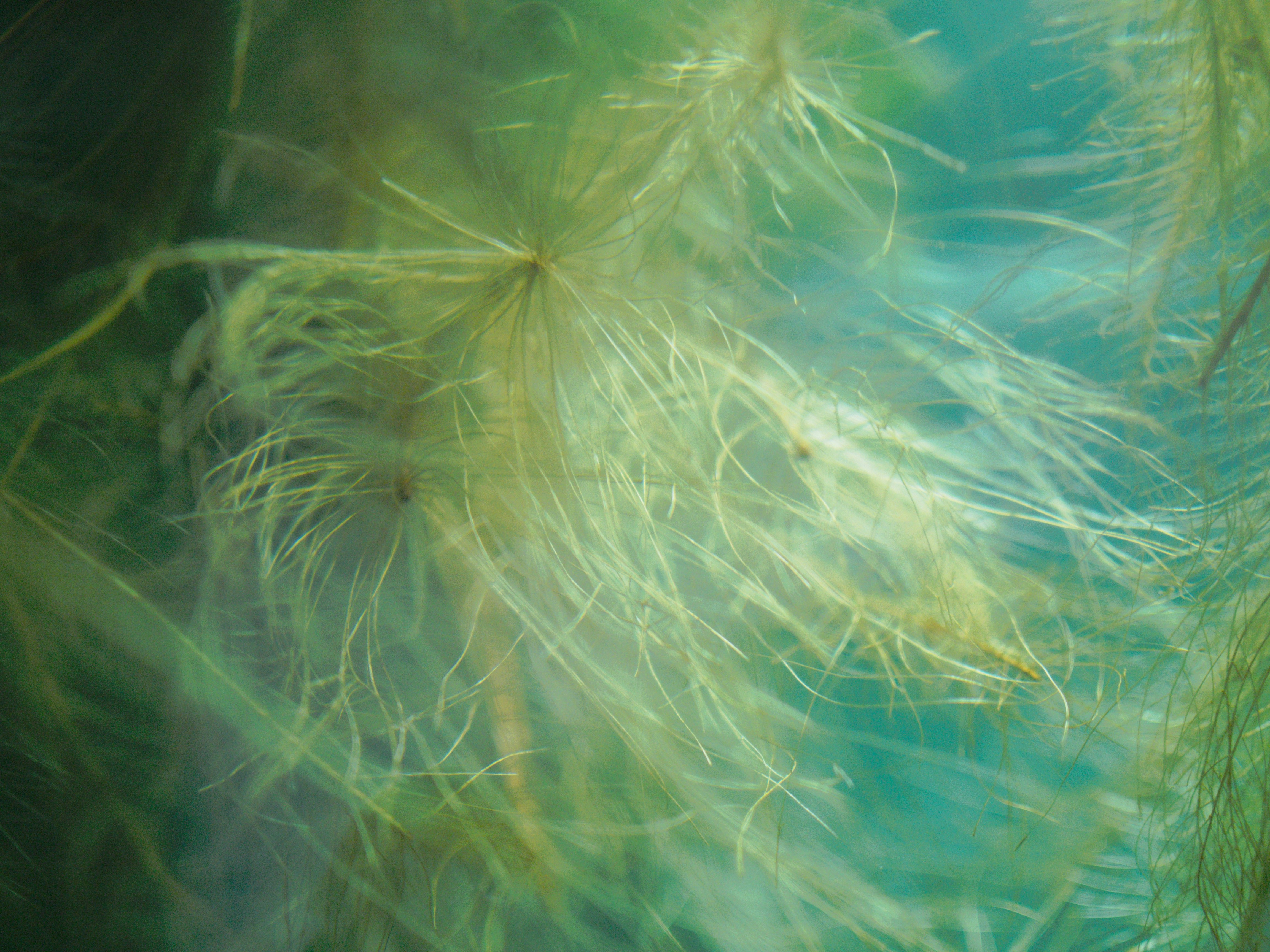 Blurry feathery plant matter floating in teal and green water.