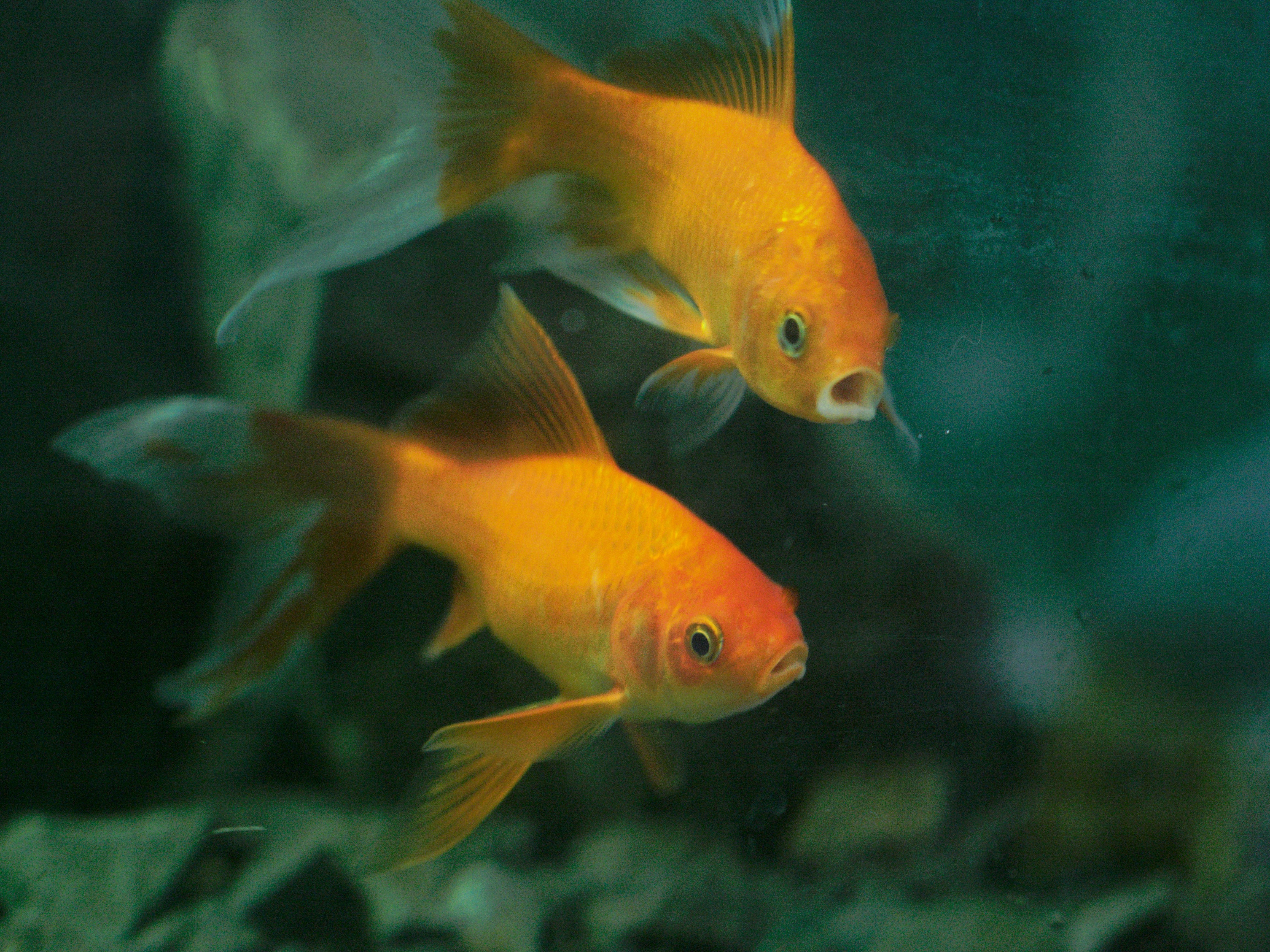 Golden Swim: Twin Goldfish in a Quiet Aquarium