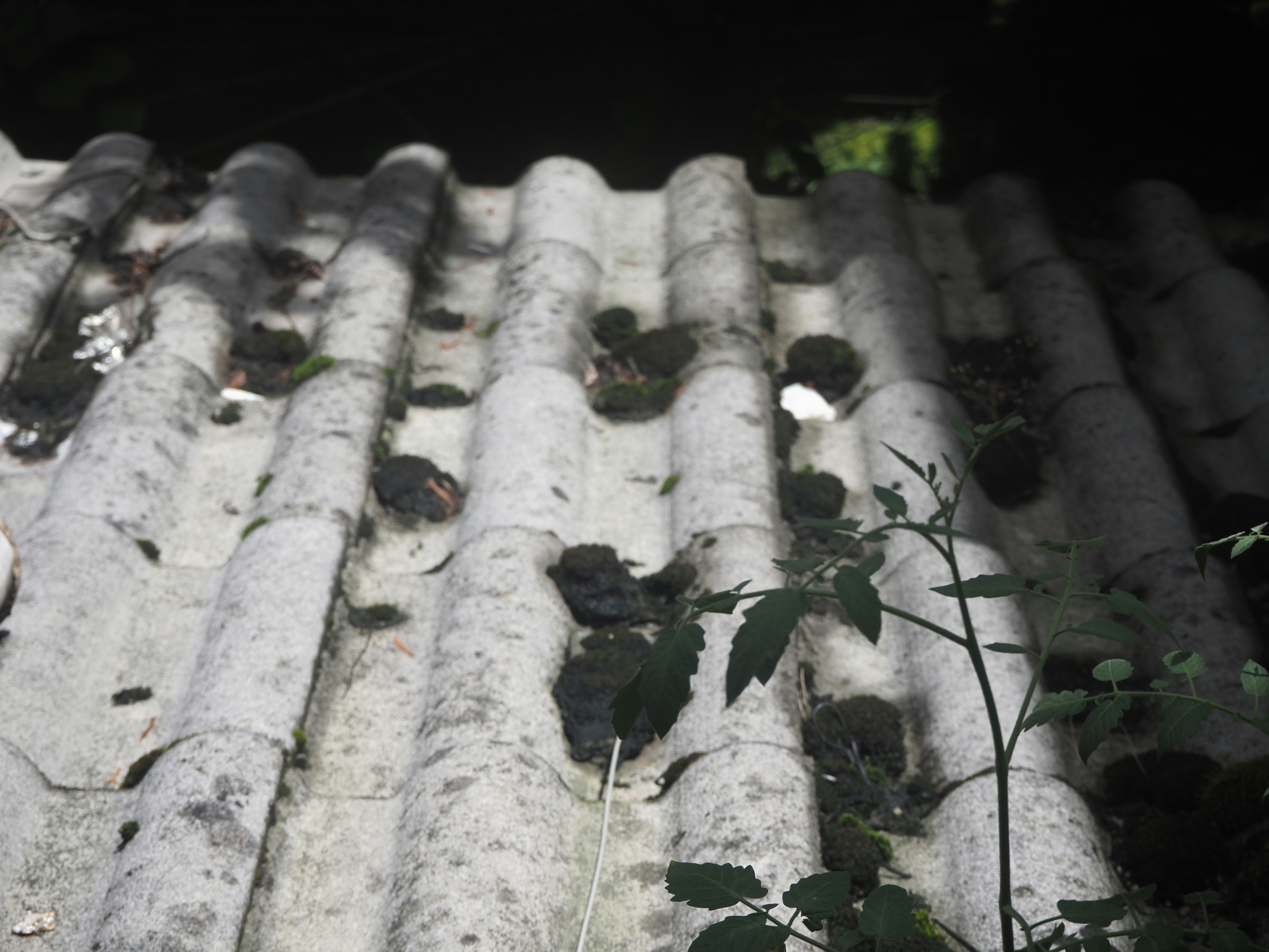 Overgrown Roof Tiles: Shadows and Ferns in Dappled Light