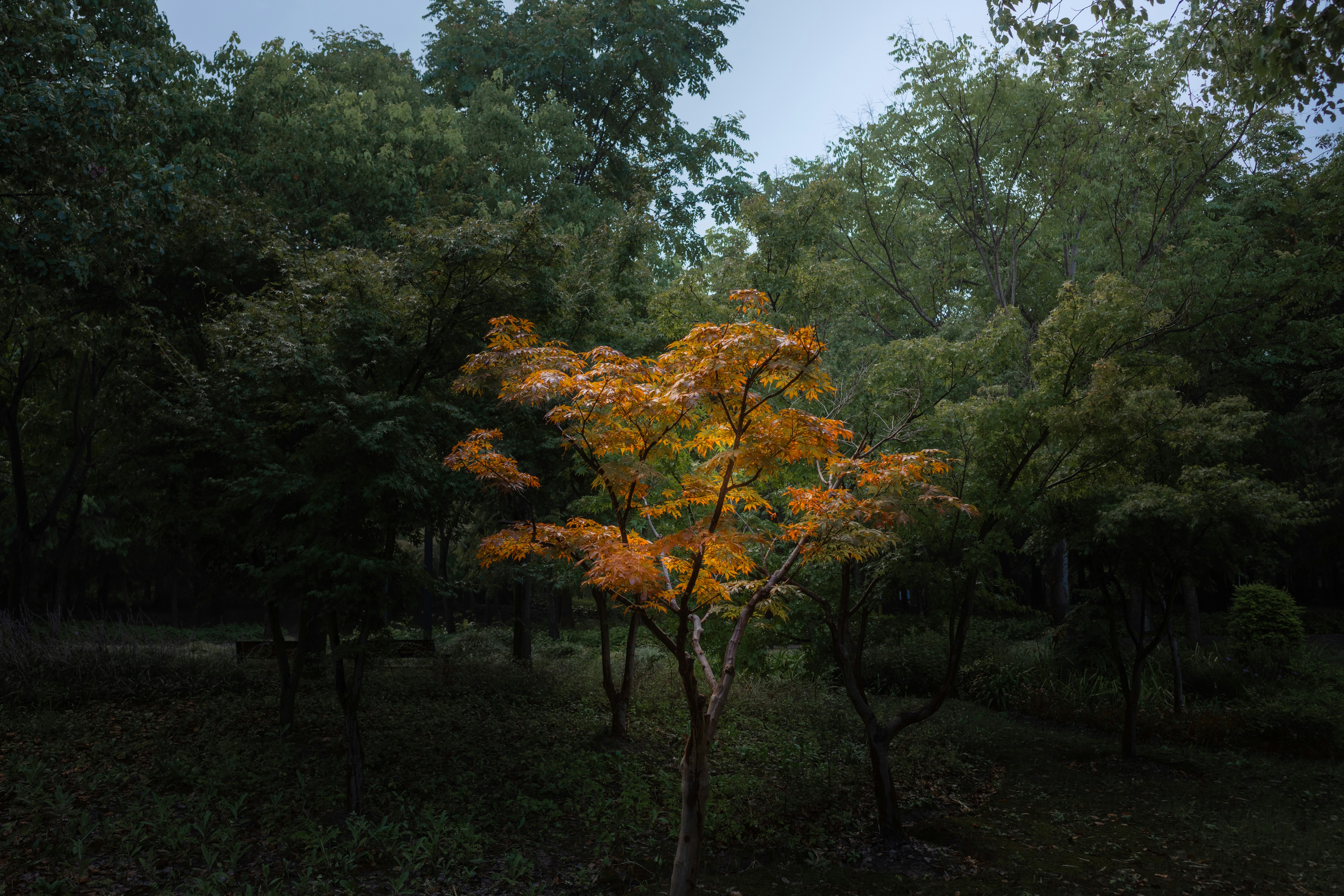 Autumn Flame in the Quiet Canopy