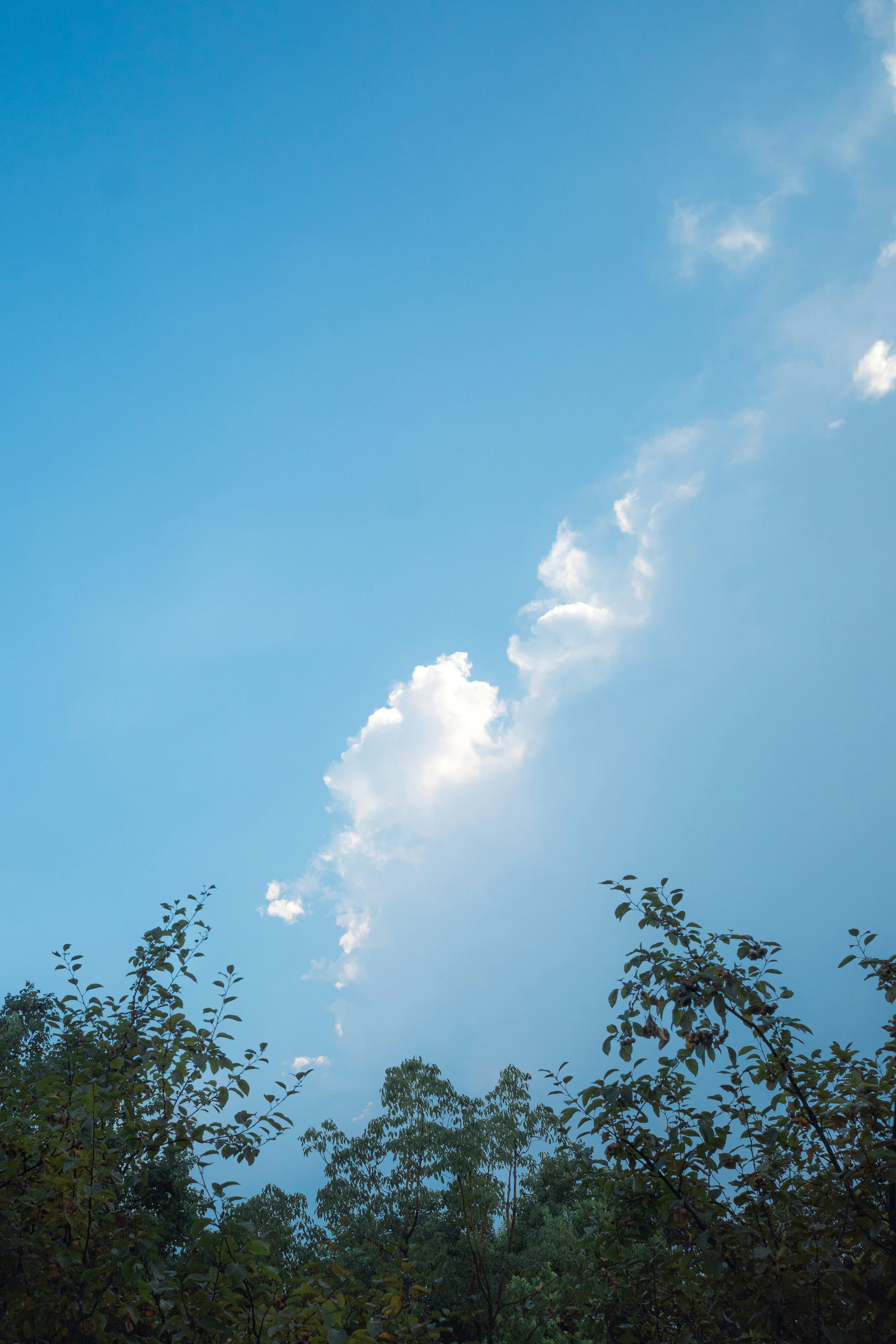 Soft blue sky with a wispy cloud above a dark treeline, conveying calm outdoor atmosphere without a distinct human subject. (Photograph of sky and foliage; no logos or illustrations.)