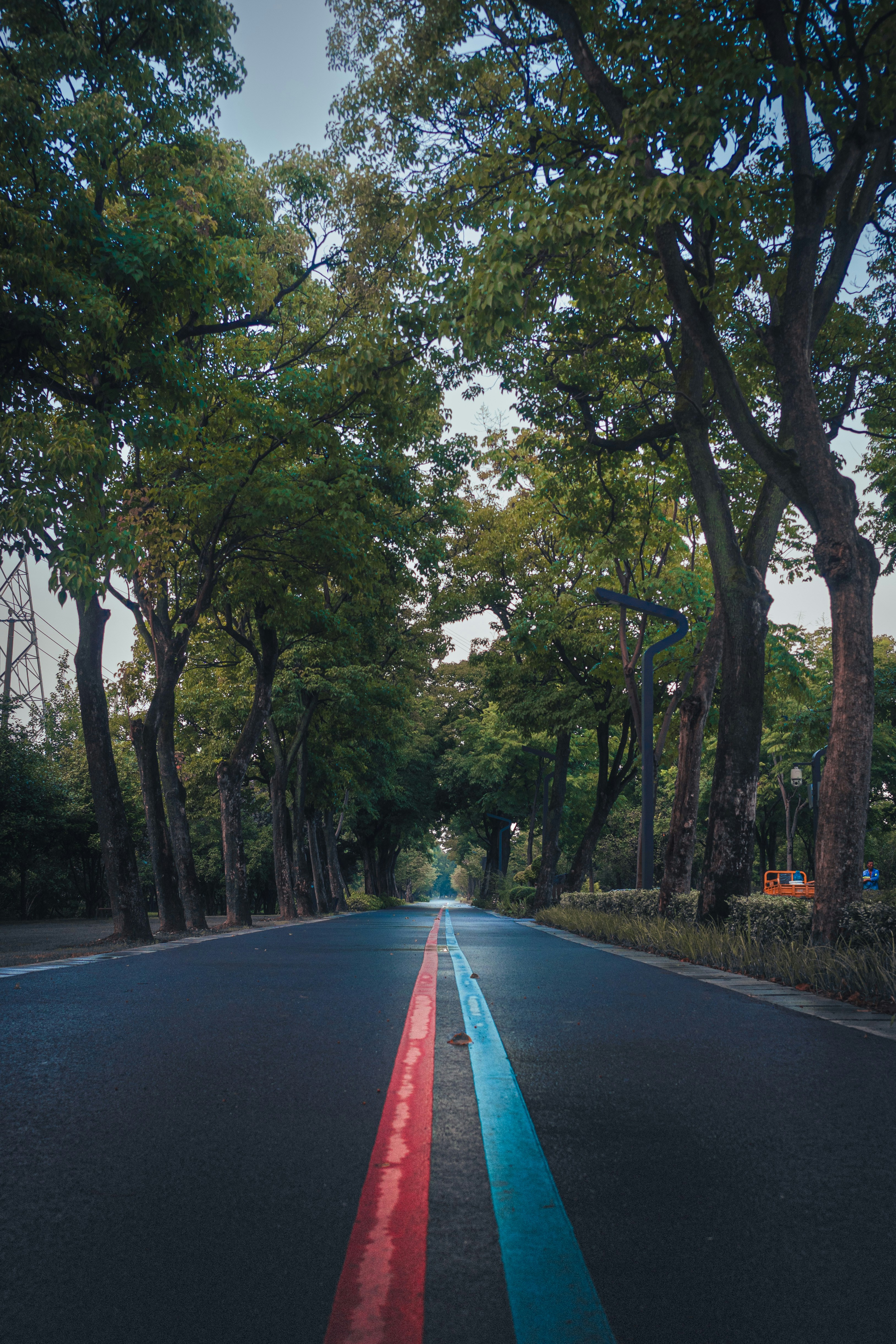 Centerline of Autumn: A Quiet Street Vanishing into the Trees