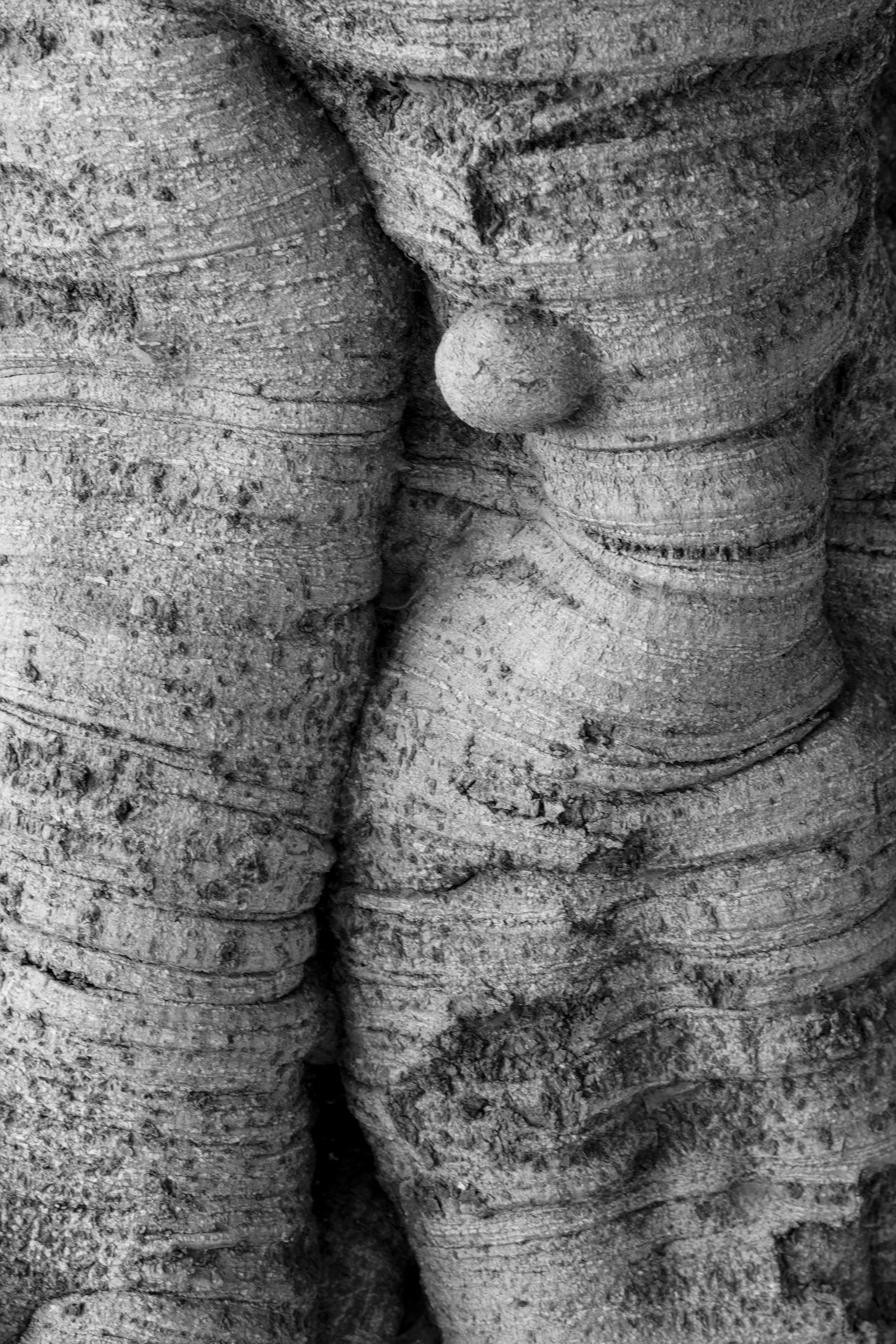 Pebbled Texture: A Macro Portrait of Tree Bark