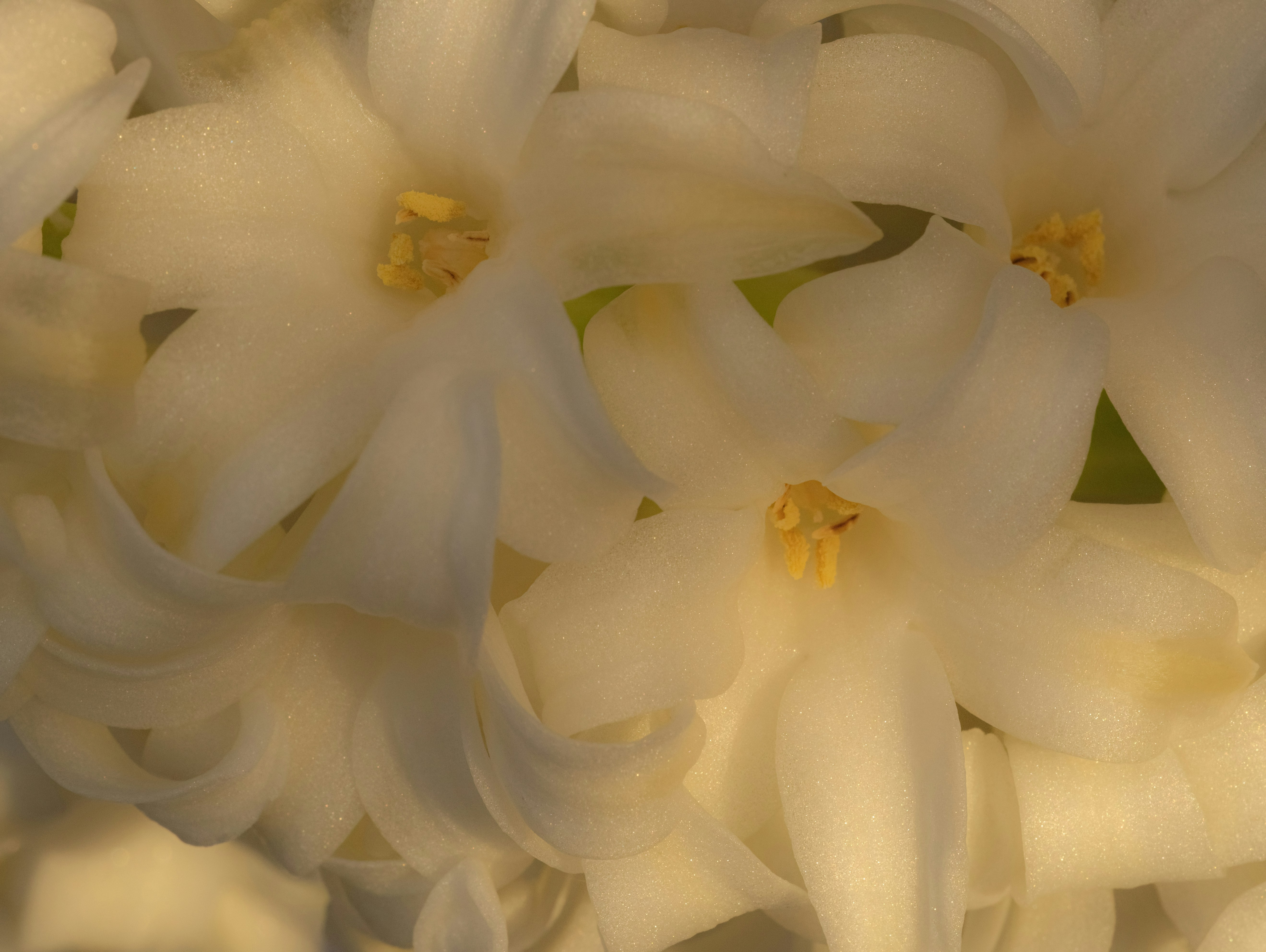 Soft Ivory Bloom Quartet: Close-Up of Delicate White Hyacinth Petals