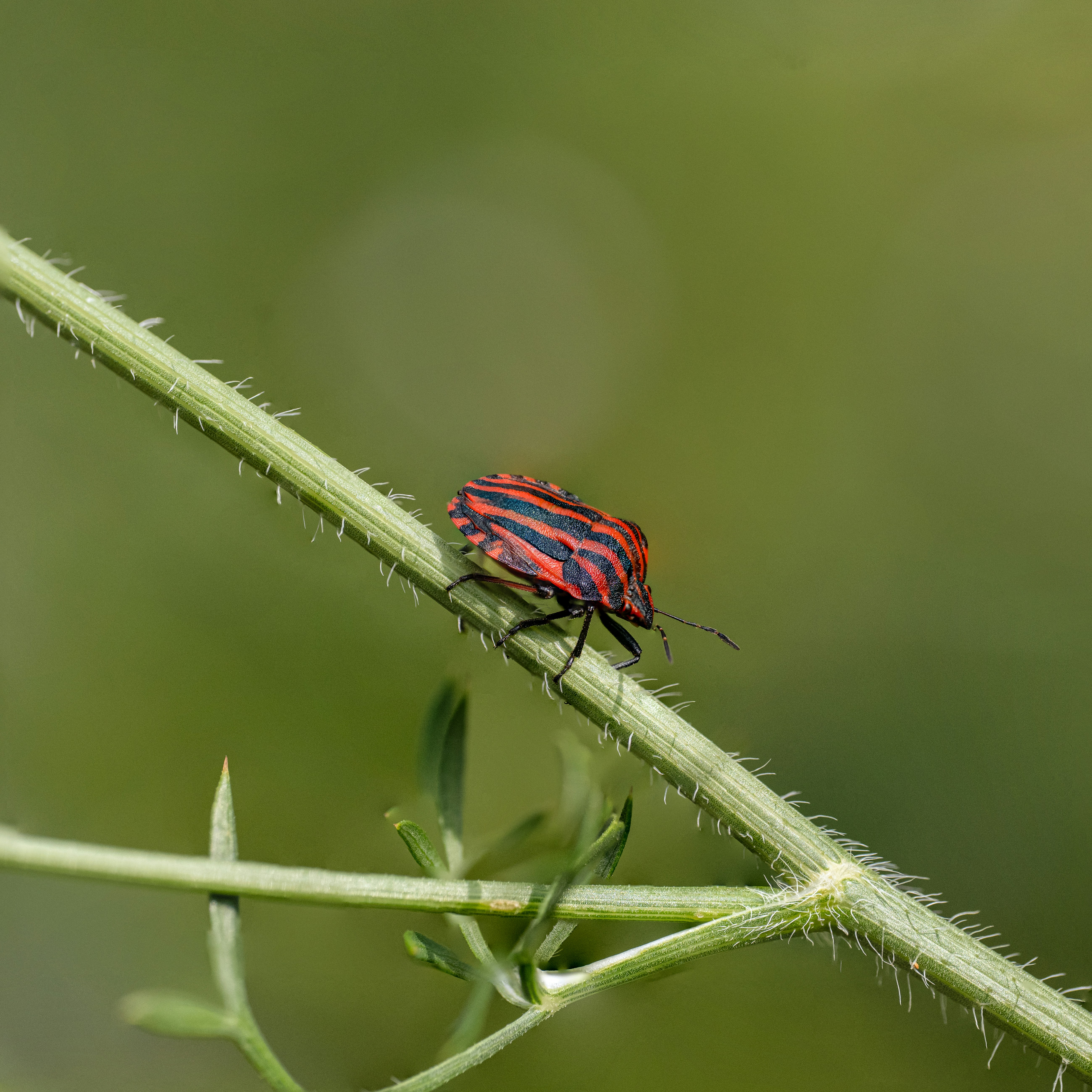 Red and black striped shield bug perched on a thorny stem