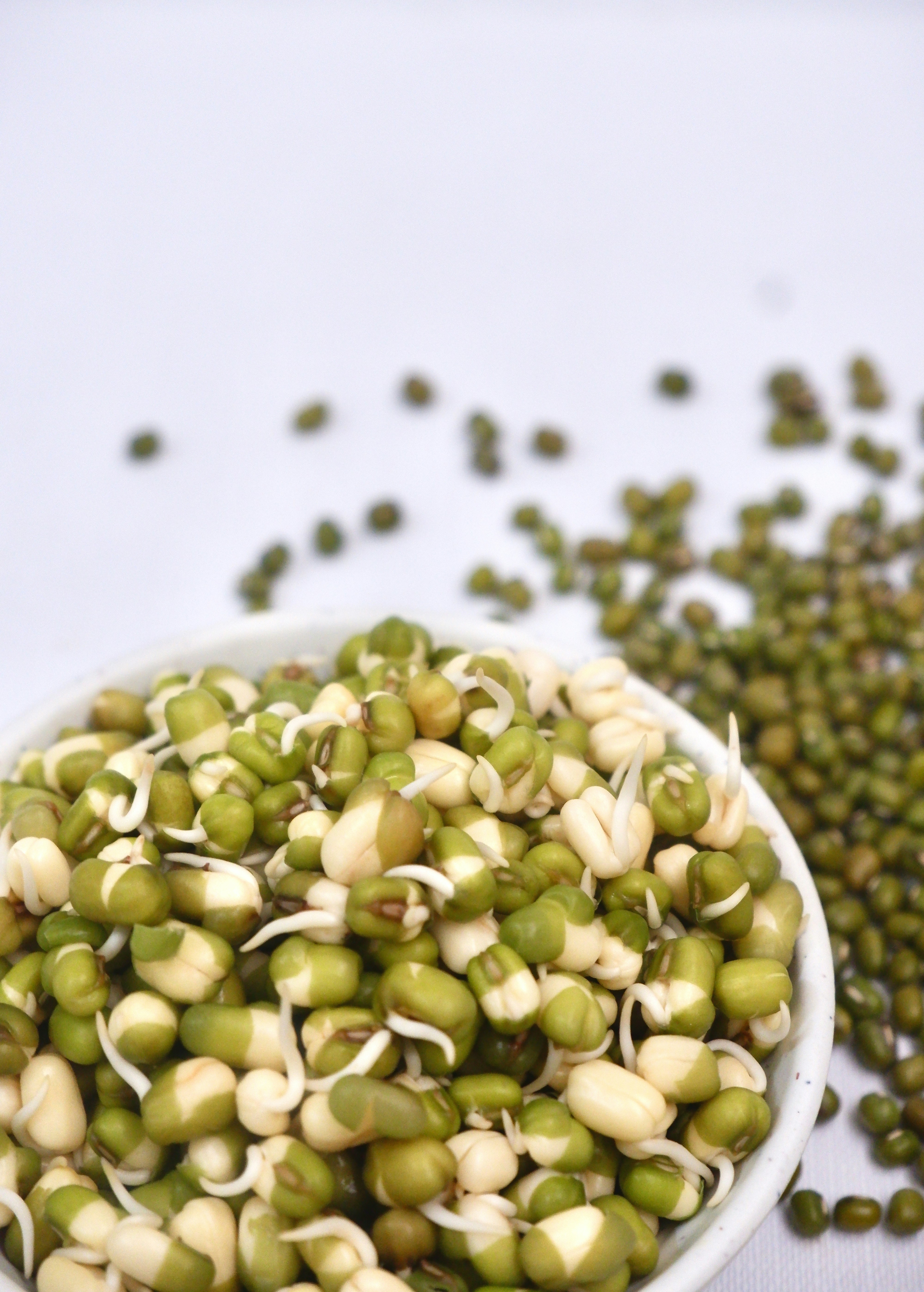 Verdant Sprouts in a White Bowl: Fresh Green Mung Beans with White Shoot Embellishments