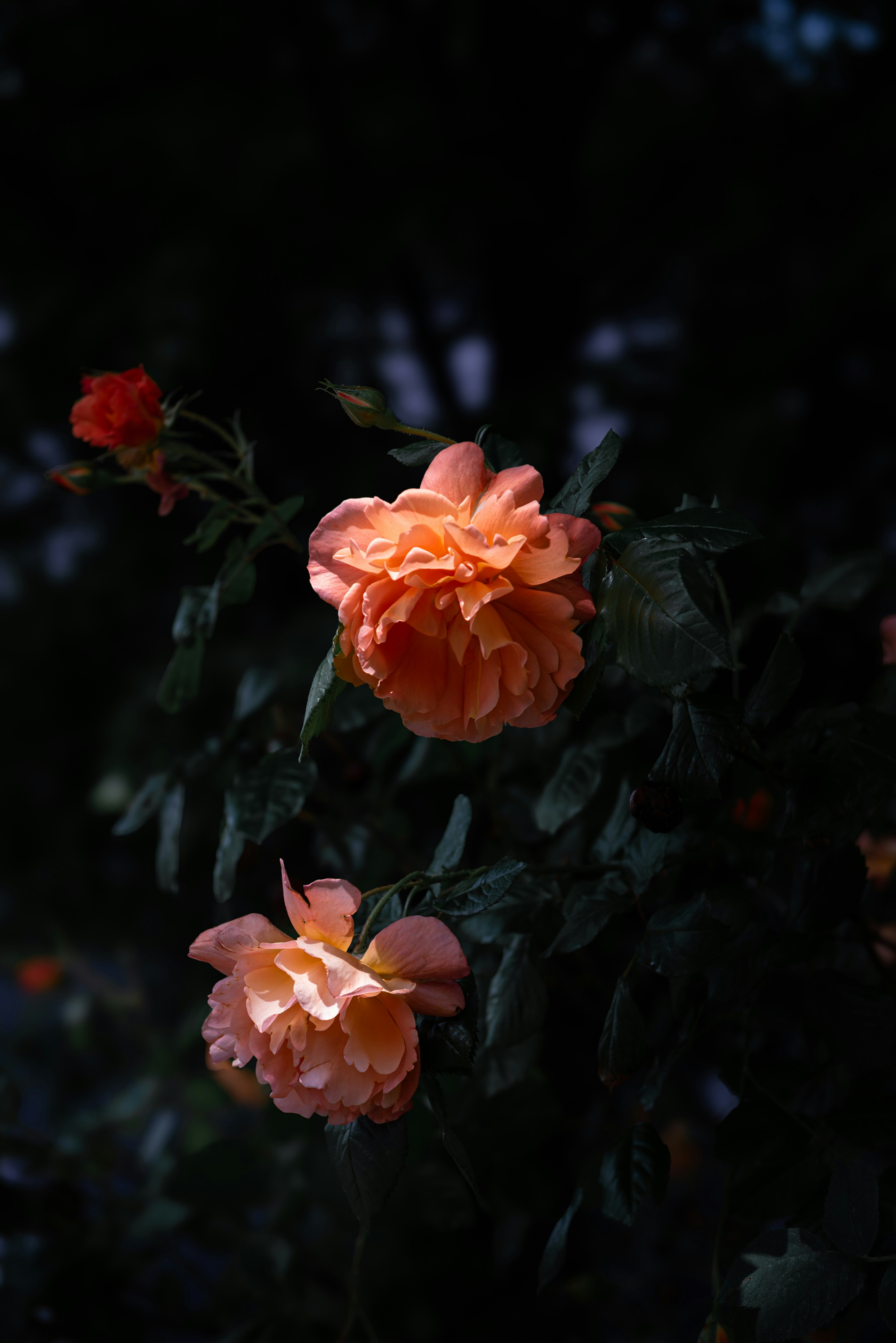 Orange Roses in Tender Spotlight