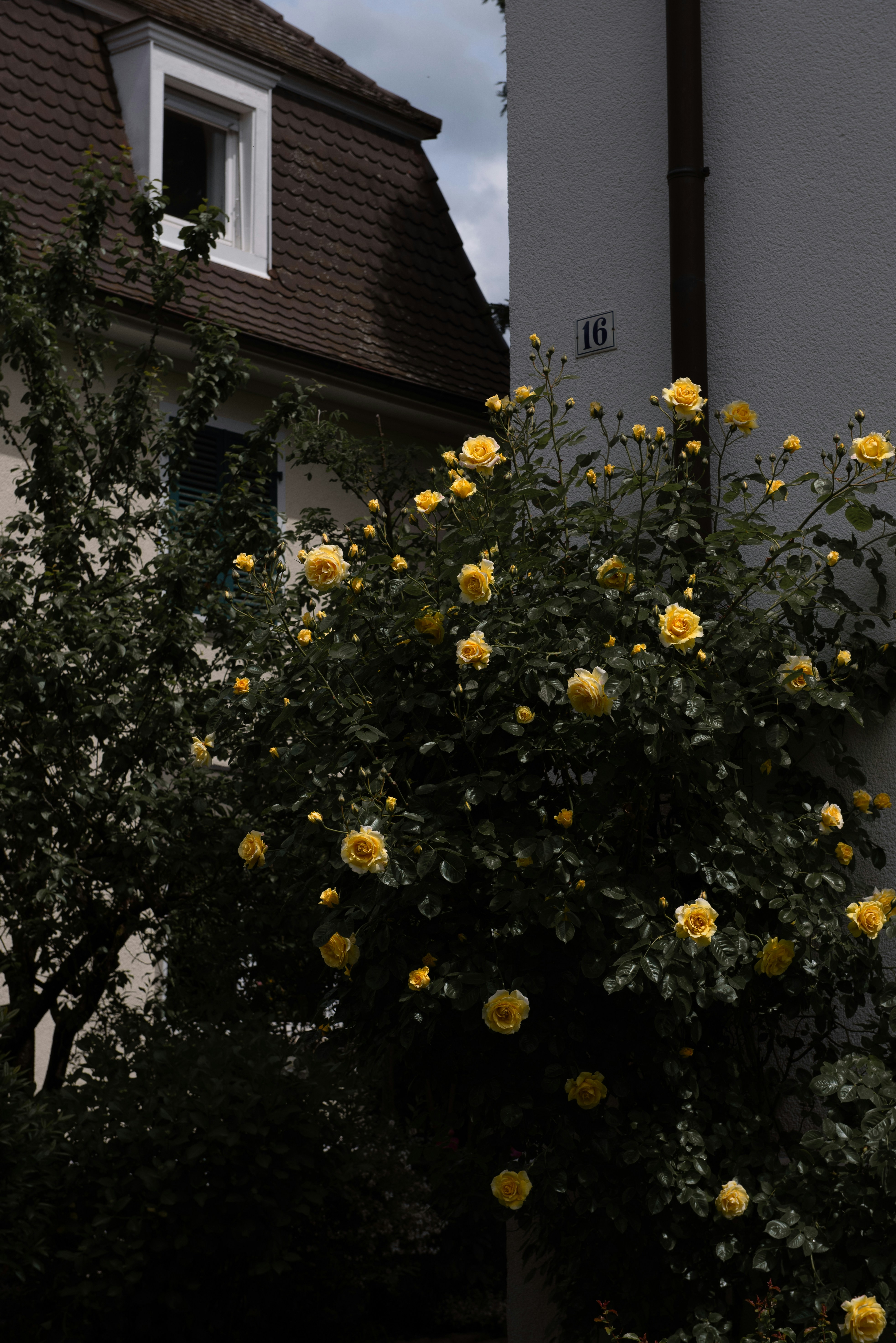Yellow Rose Vent in a Quiet Urban Corner