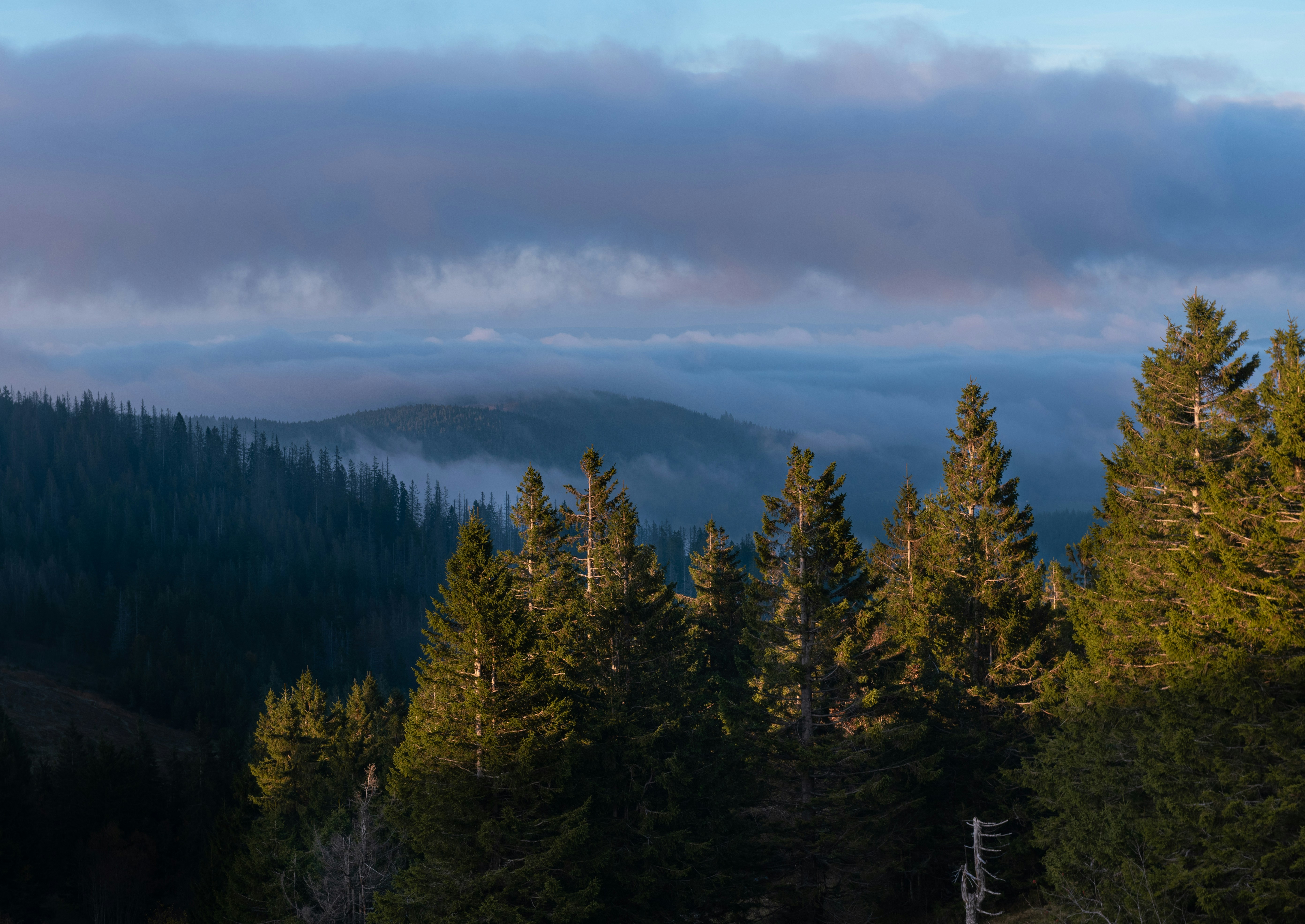 Dawn Mist Over Distant Pines