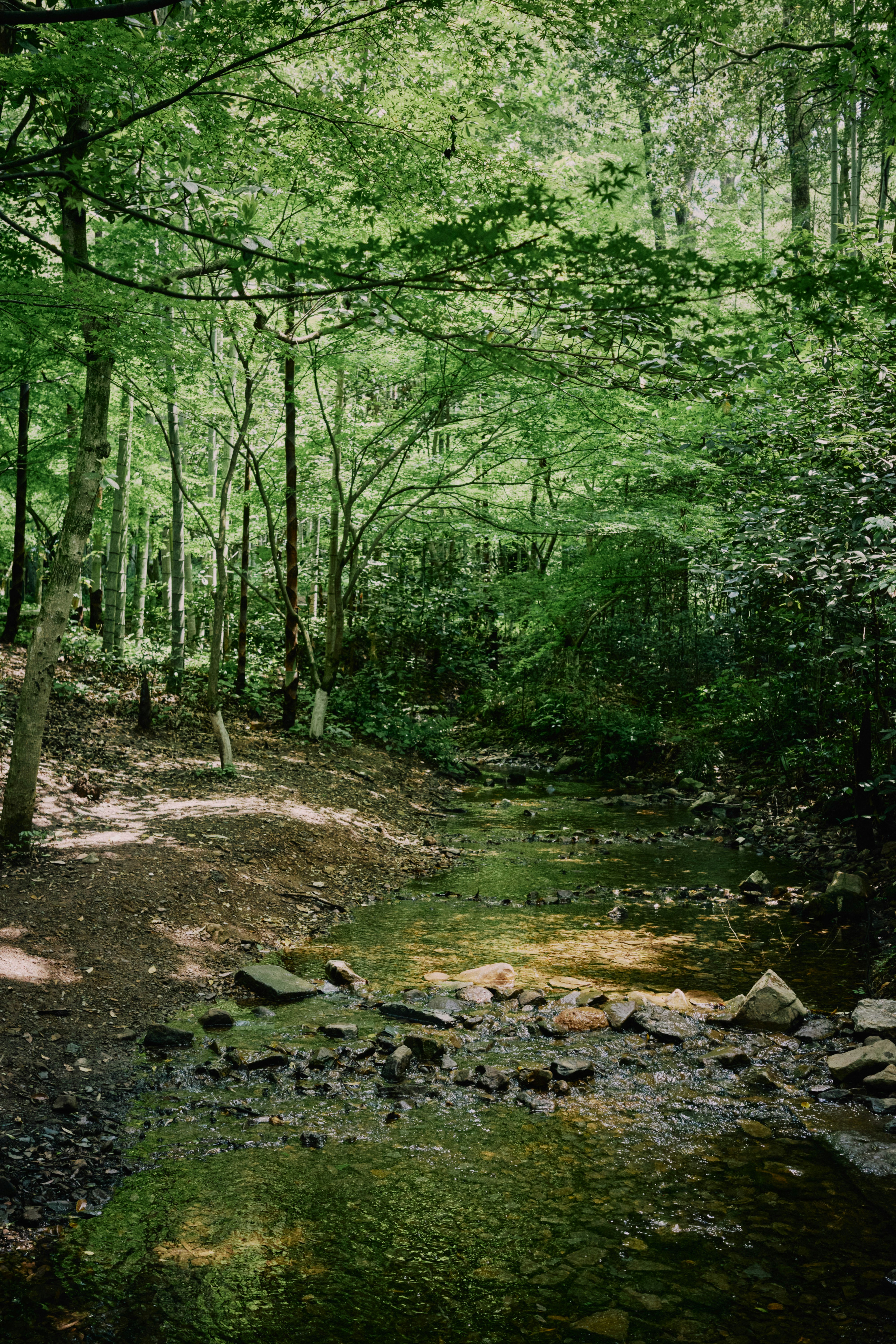 Emerald Stream Through a Quiet Forest Corridor