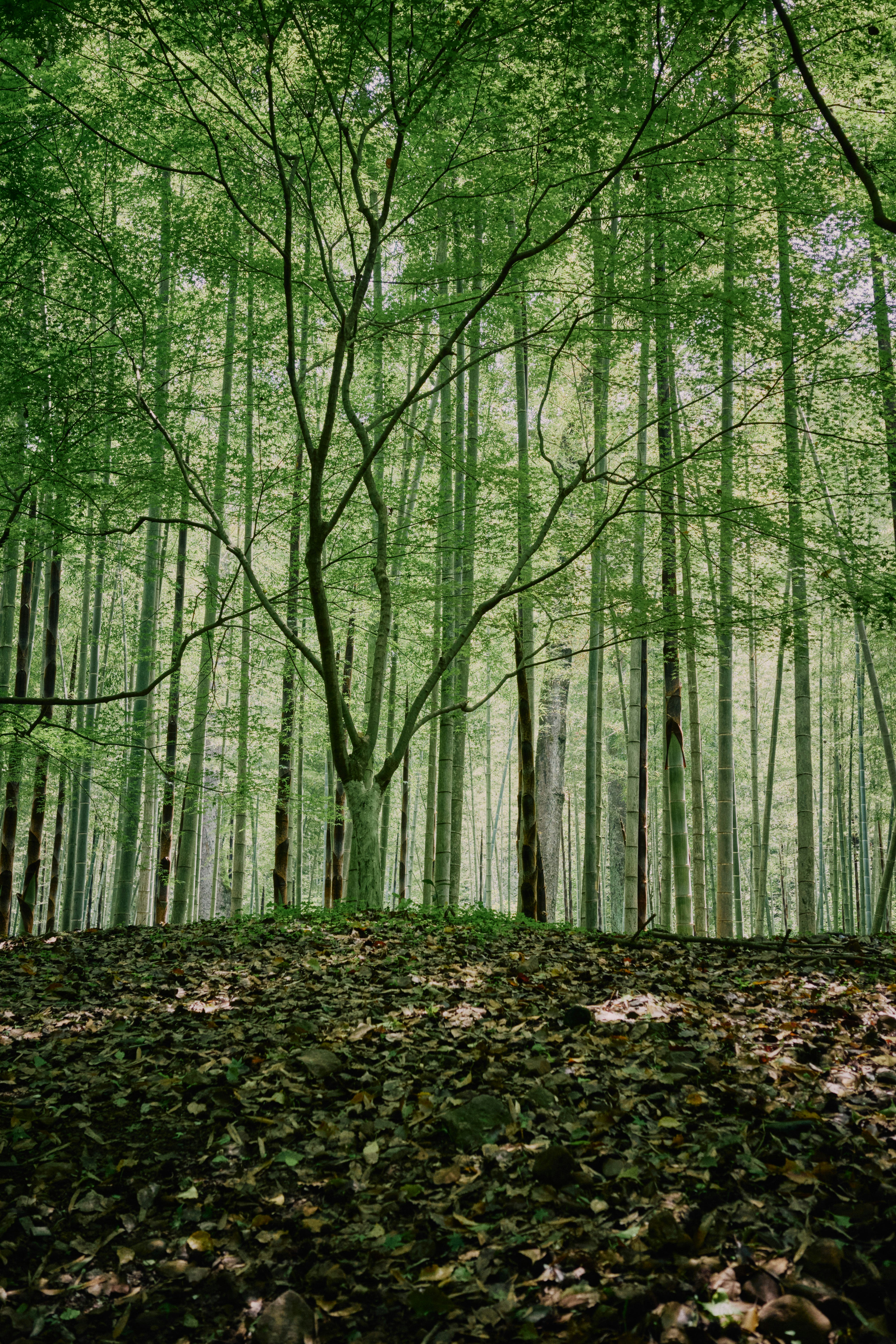 Whispering trunks: a forest under emerald canopy