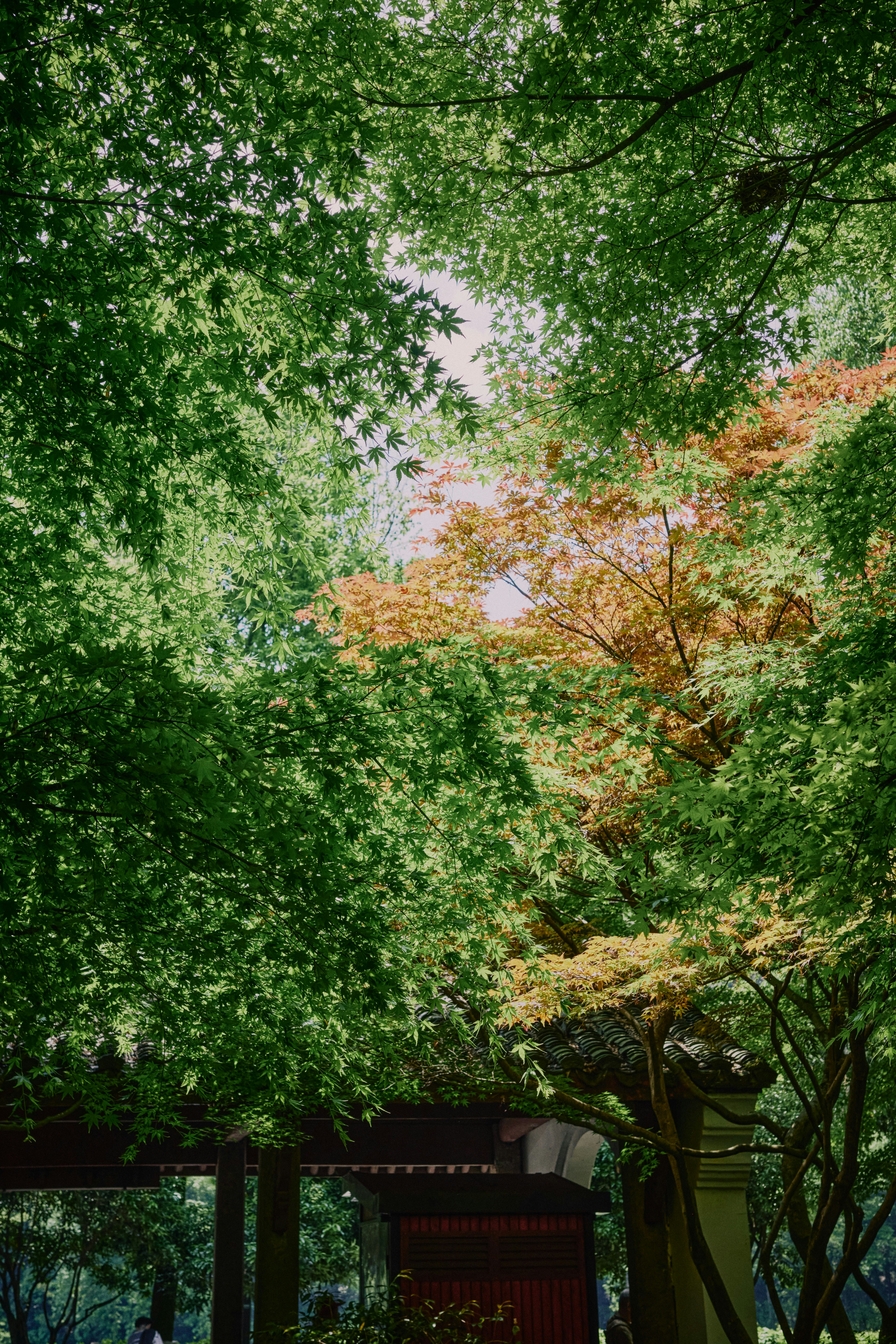 Canopy of Spring: Maple and Cedar Framed Shrine