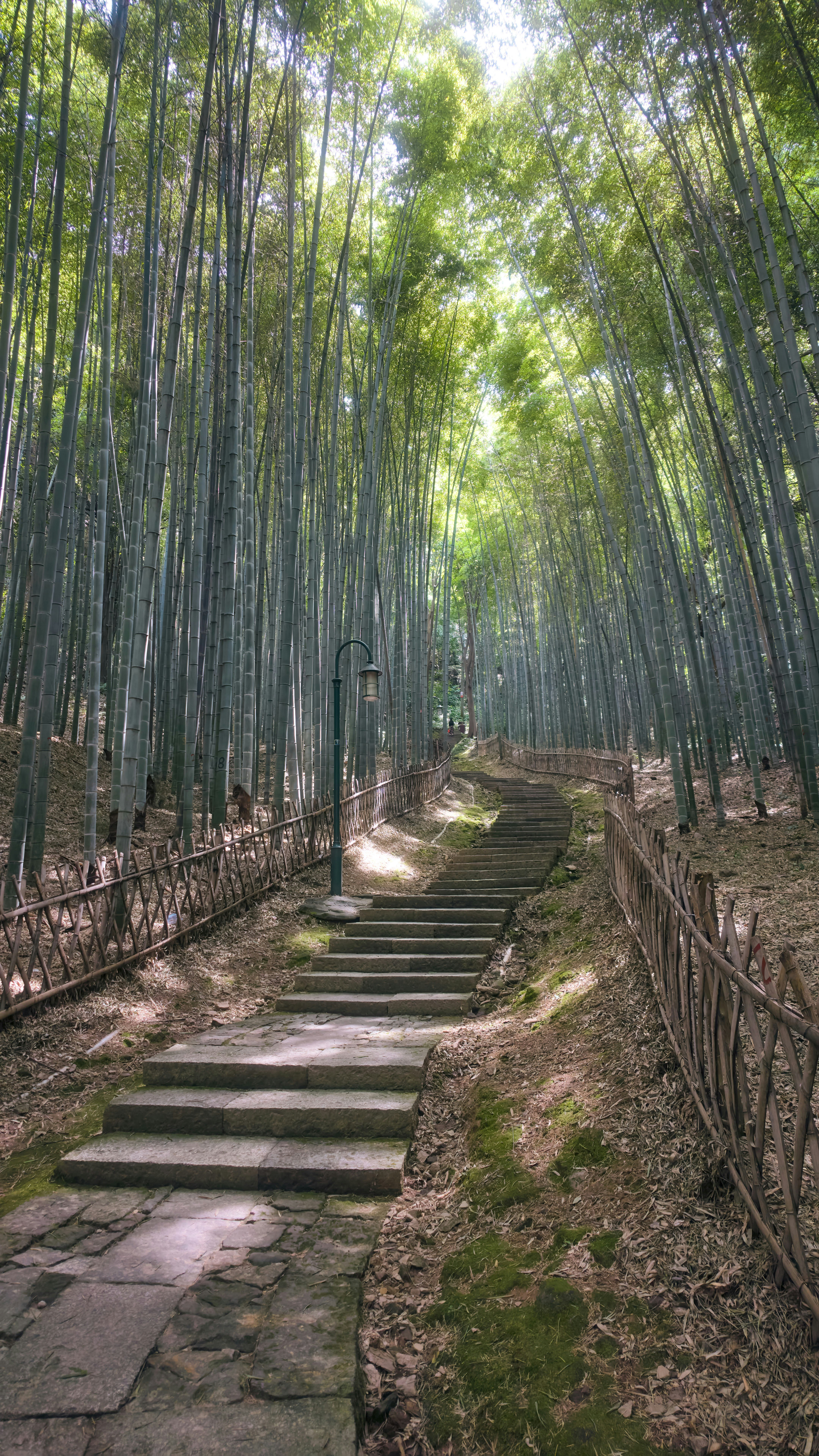 Serpentine Bamboo Descent