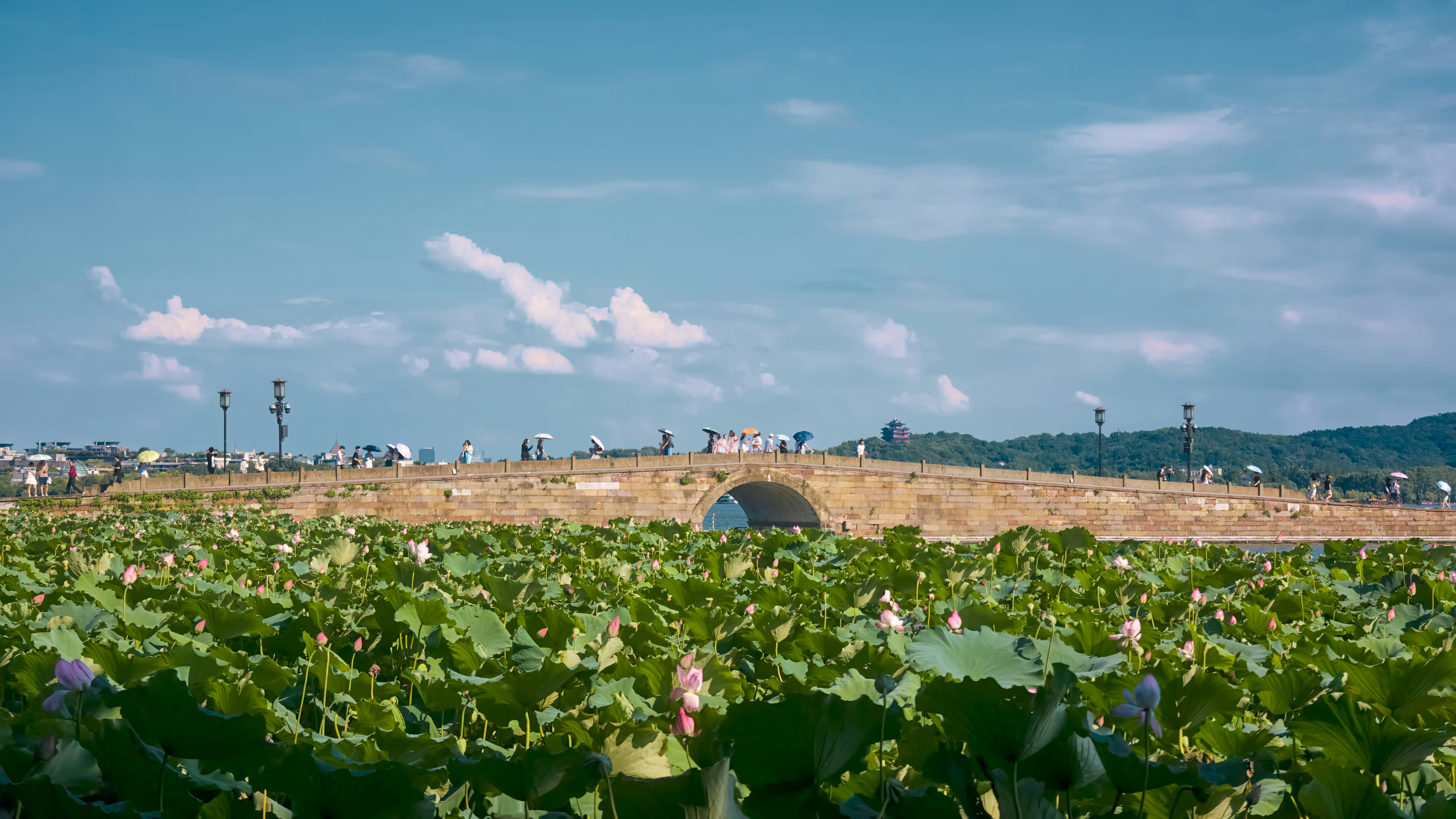 Stone Arch over a Lily-Field: a bridge scene under a blue sky