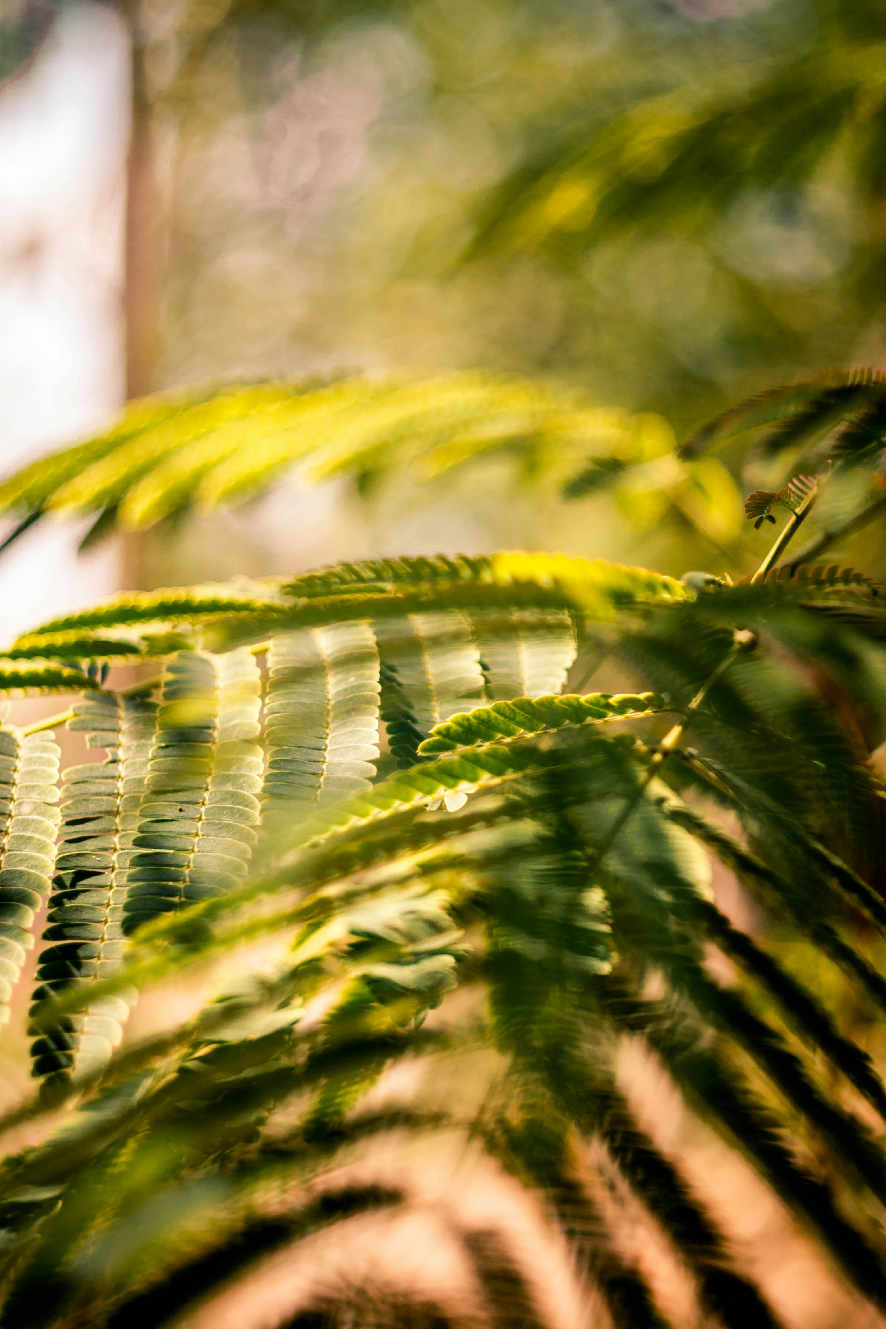 Sunlit Fern Fronds in Soft Focus