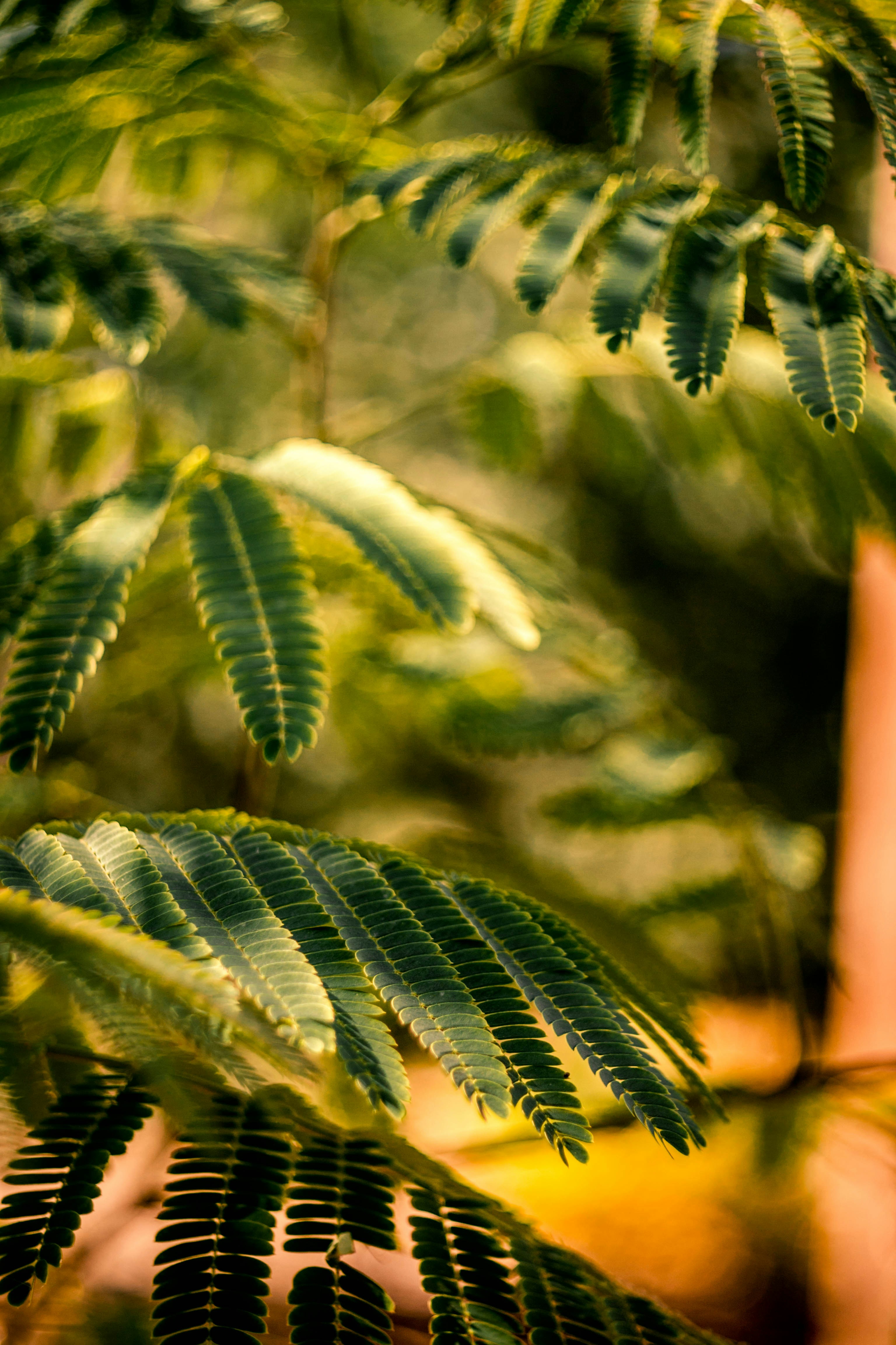 Sunlit Ferns in a Quiet Garden