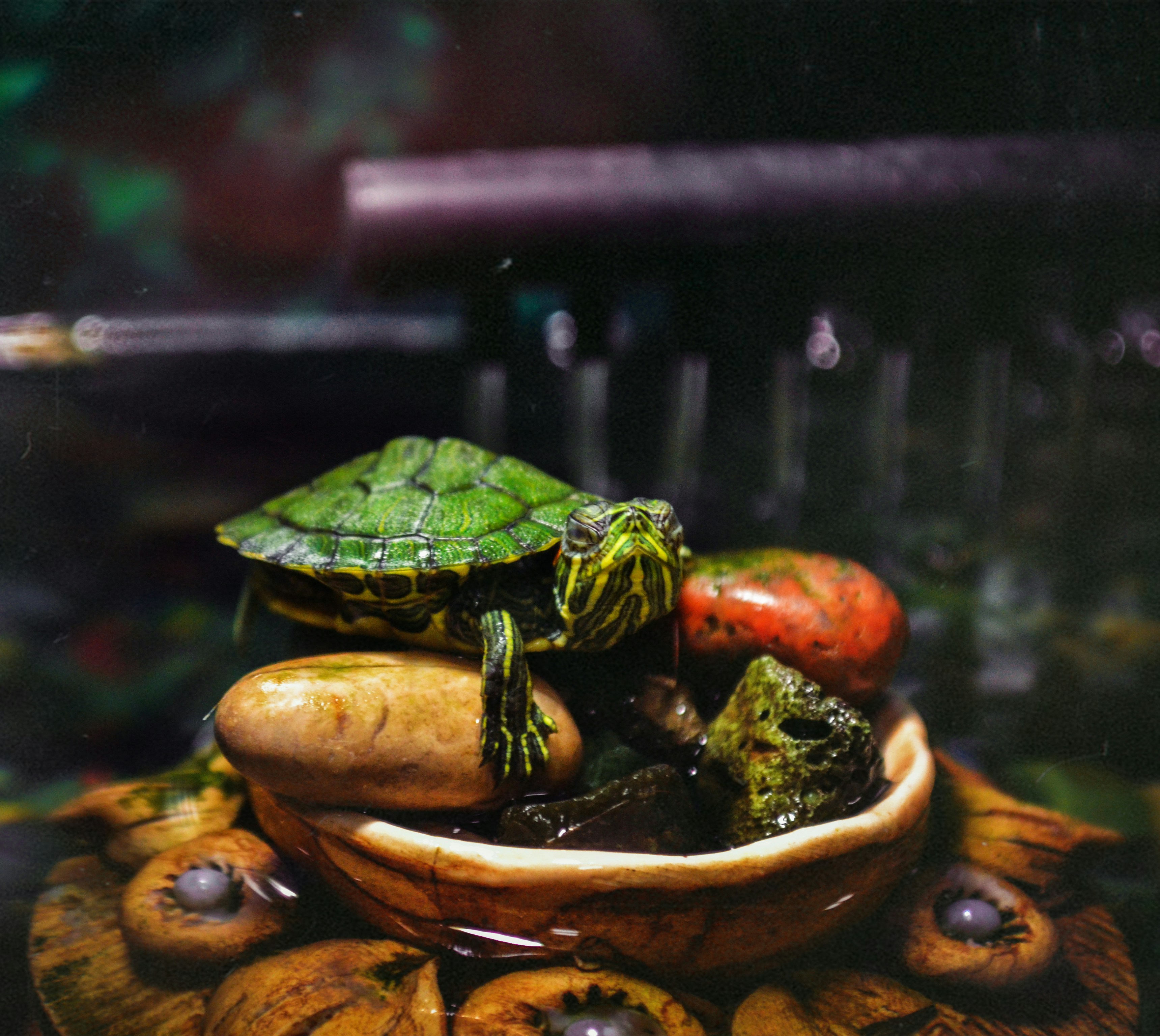 Emerald Visitor: A Tiny Turtle Perched over Pebbles in a Glass Terrarium