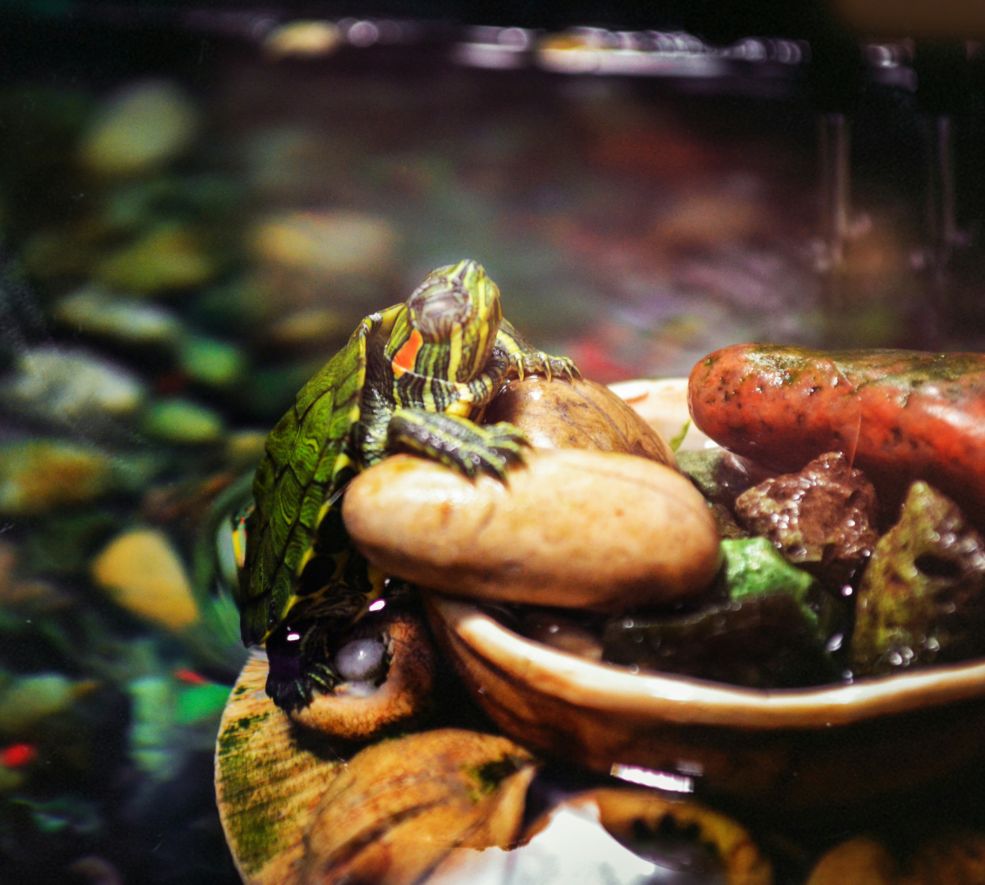 Emerald Turtle Seated on a Pebble Stack