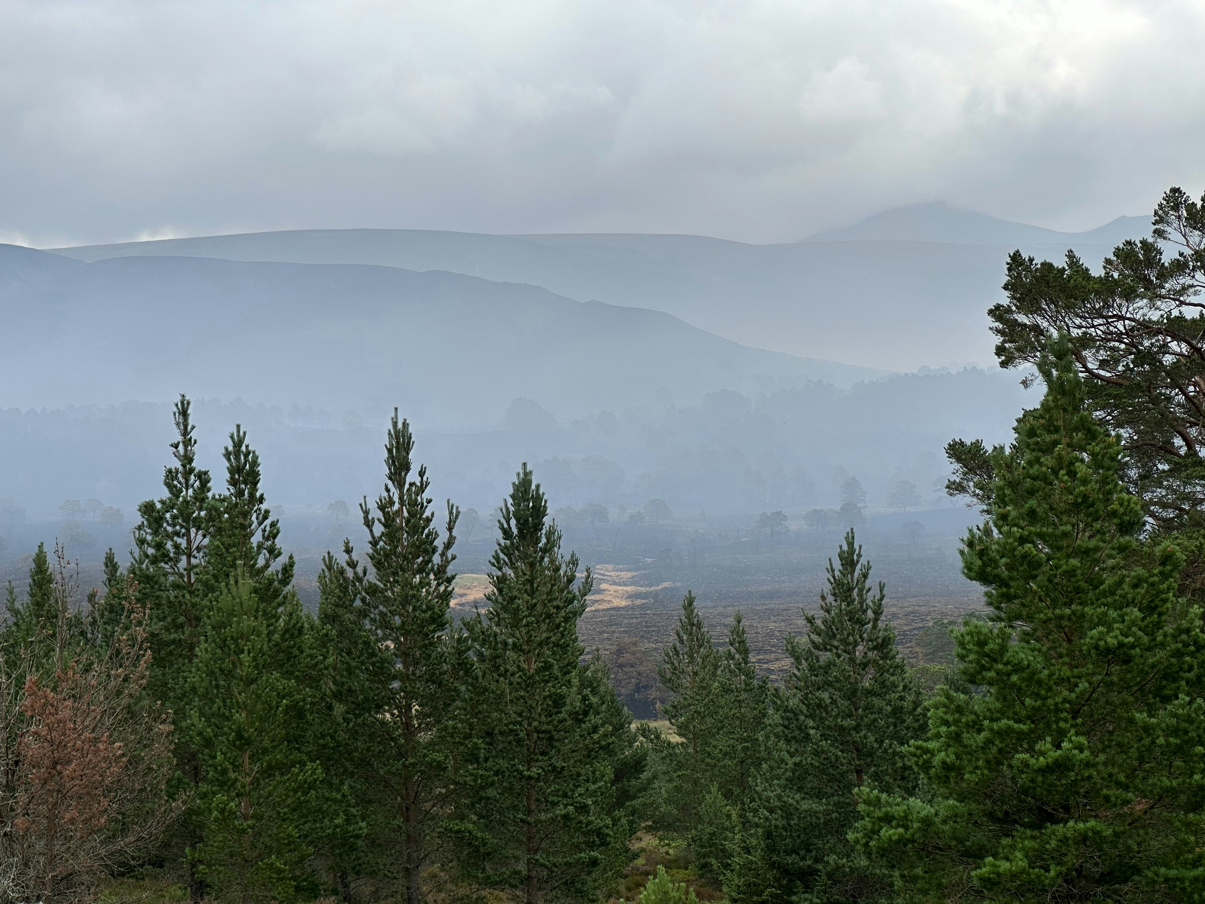 Mist over Pine Ridge: Layers of Blue in a Quiet Panorama