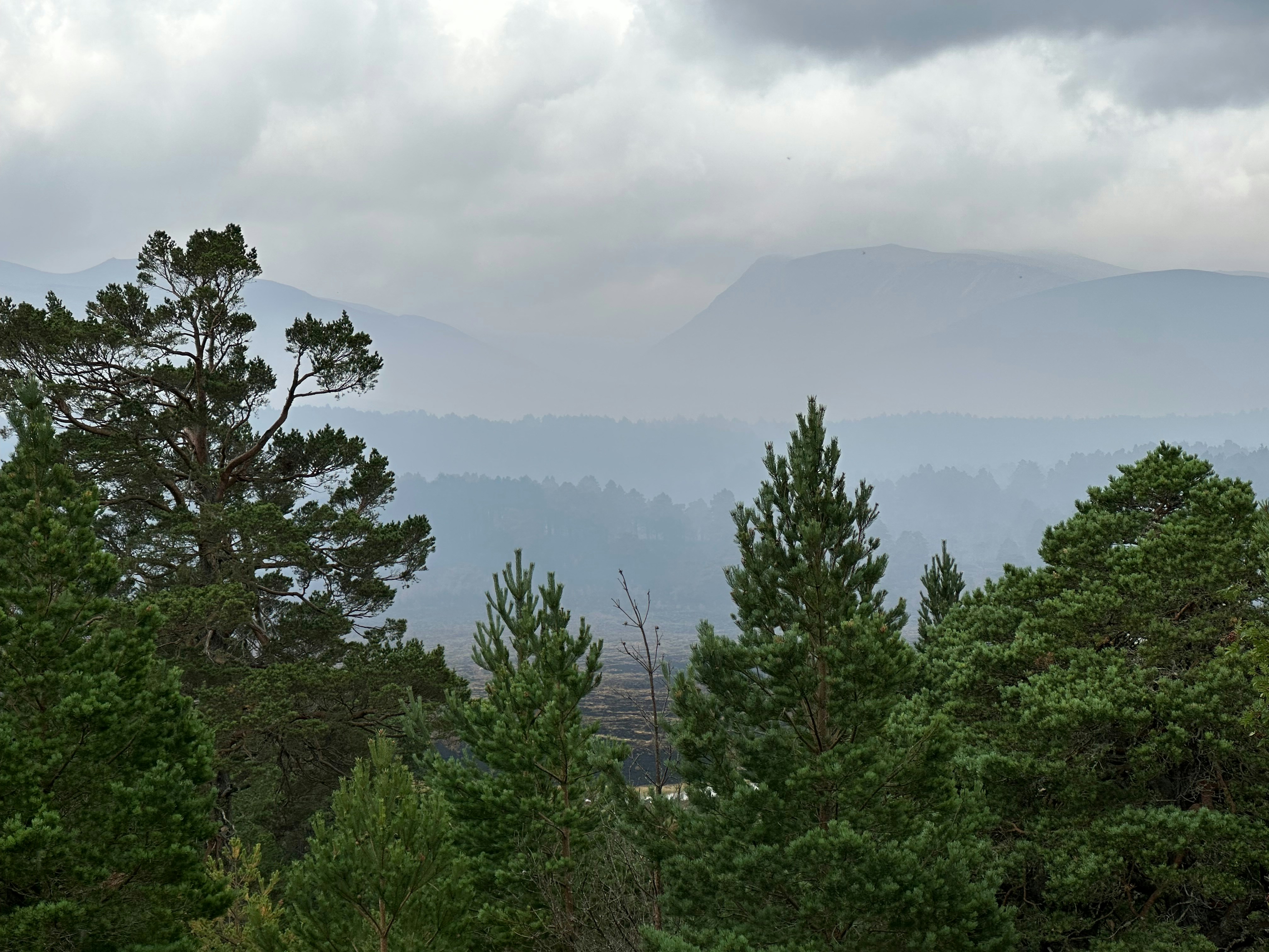 Misty Ridge: Pine Peaks Emerging Through a Veil of Clouds