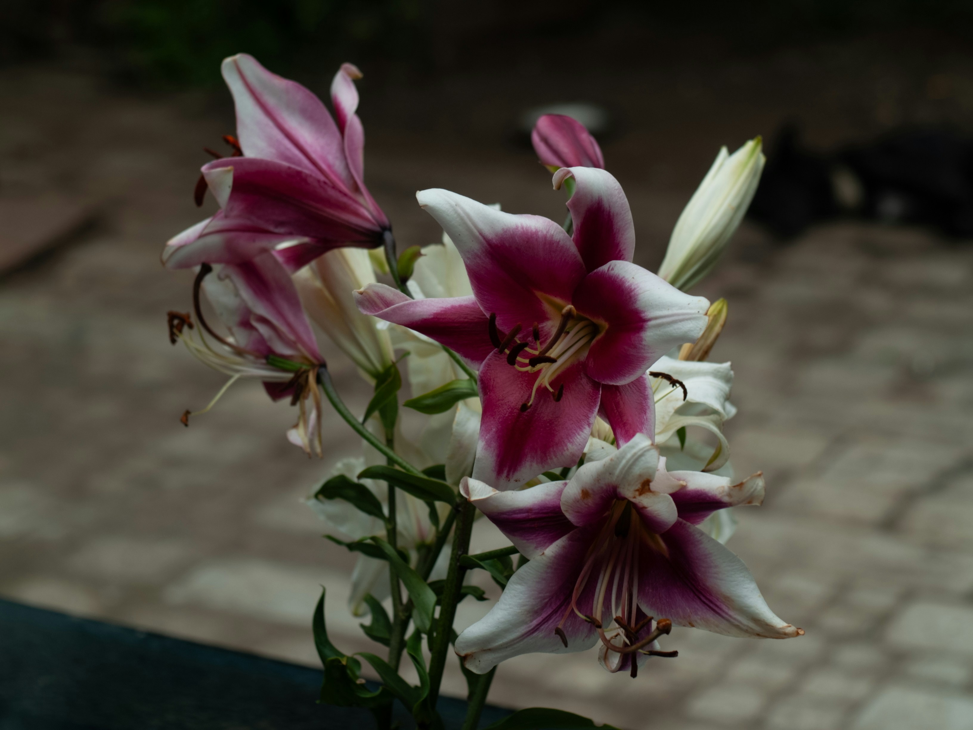 Pink‑white lilies with dark pink throats emerge from a slender stem, set against a muted stone courtyard. A close-up focus emphasizes the petals and stamen with soft background blur.
