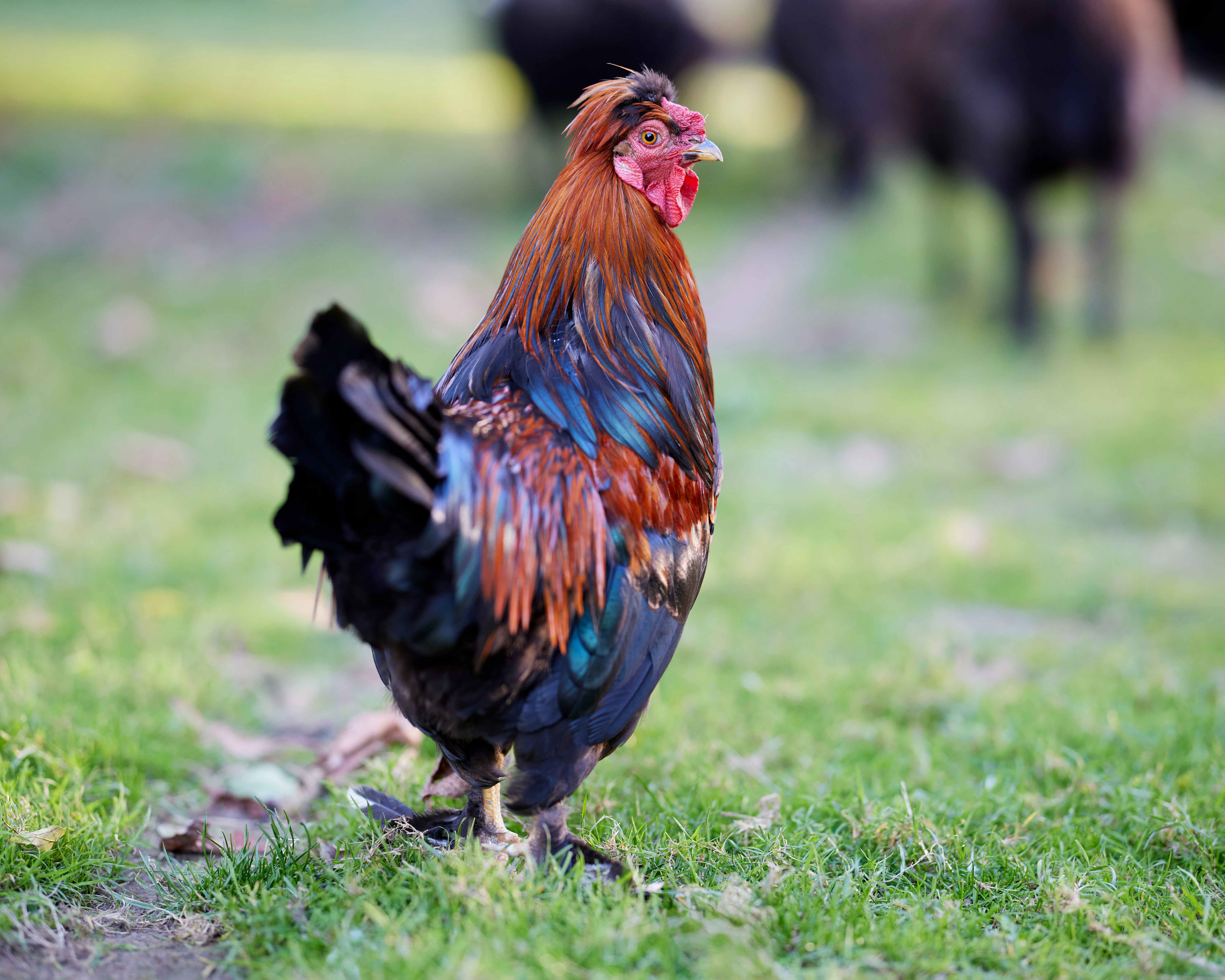 Vivid Rooster in Sharp Focus with Blurred Background
