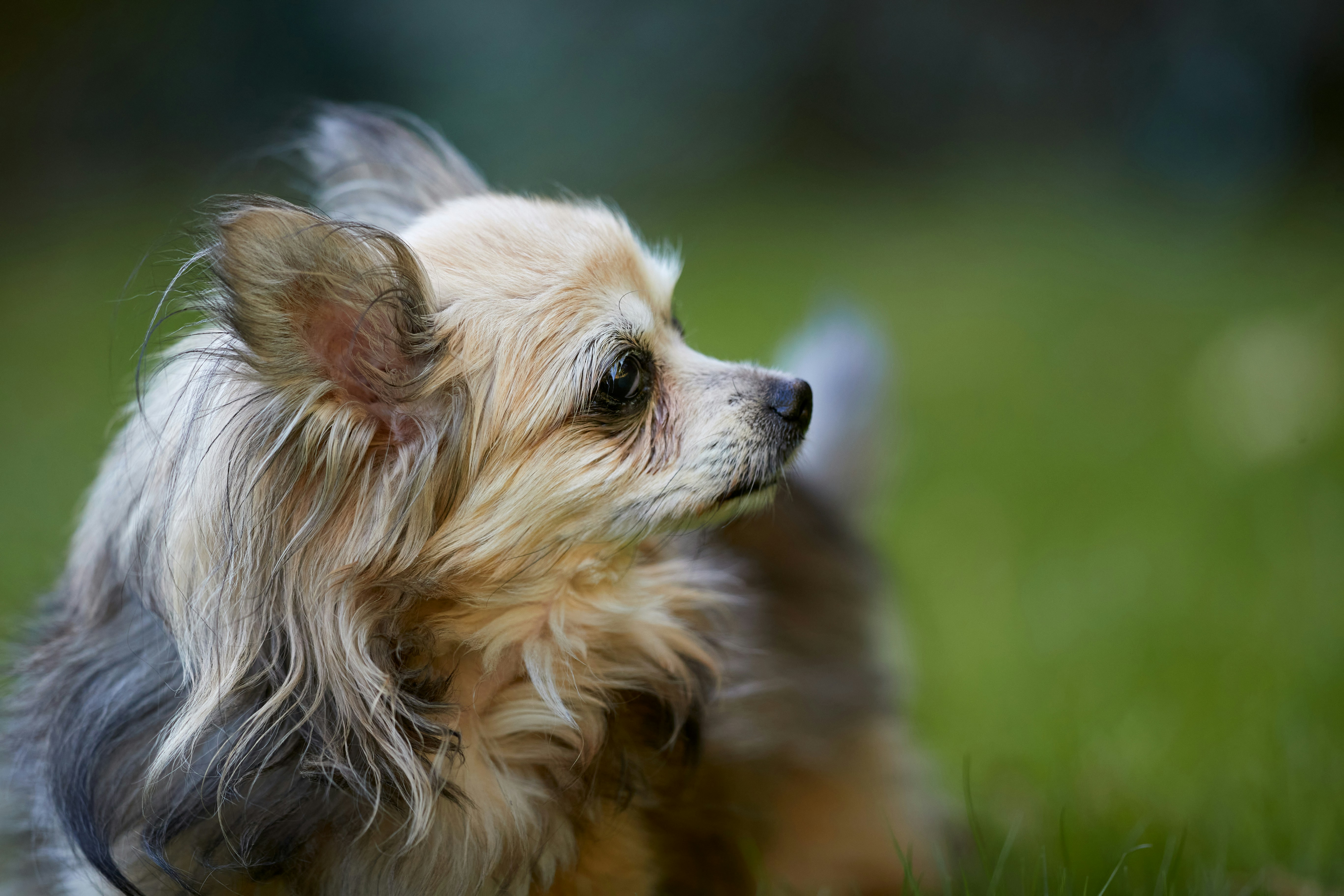Close-Up of a Chihuahua in Golden Grassland