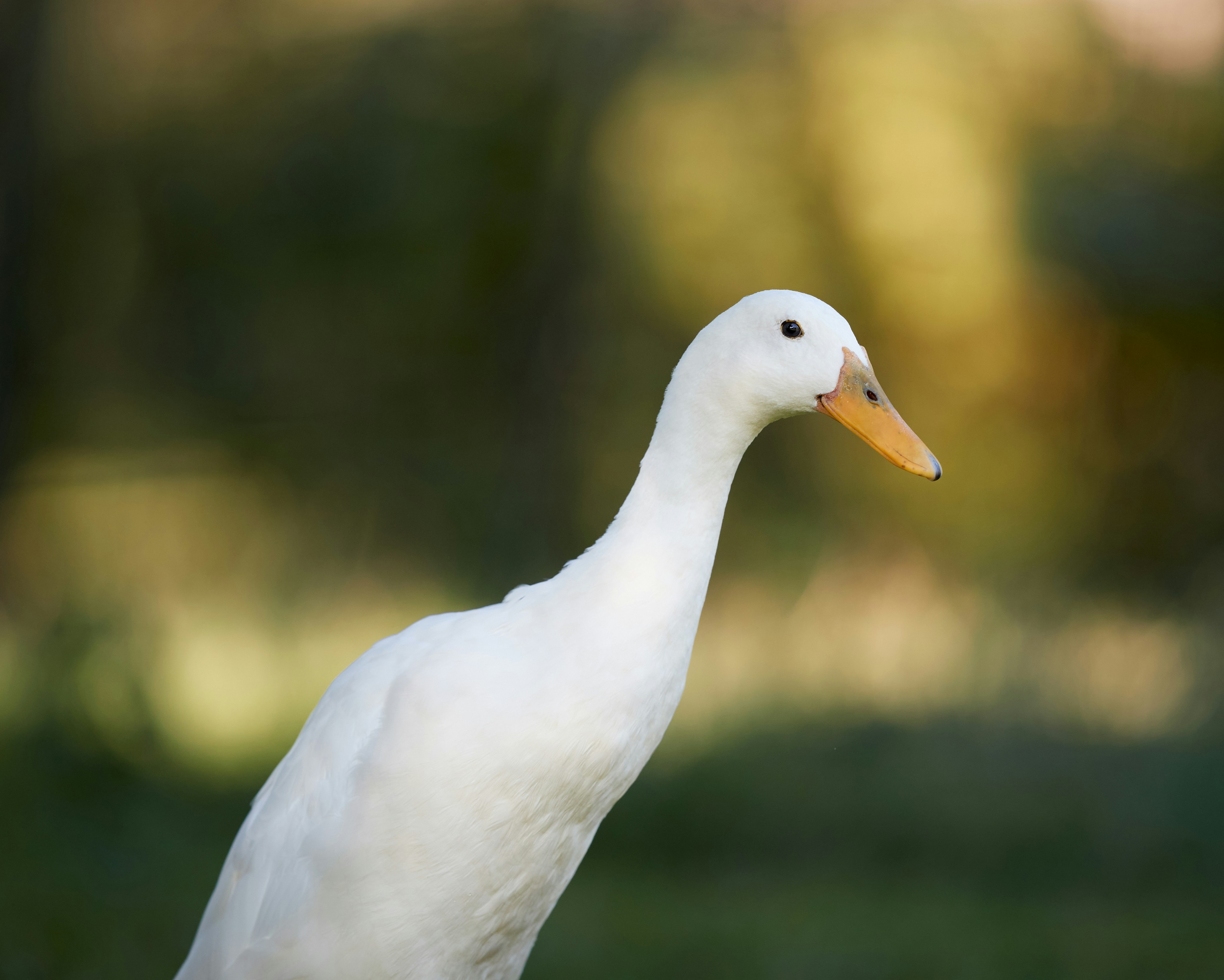 White Duck in Soft-Backlit Park