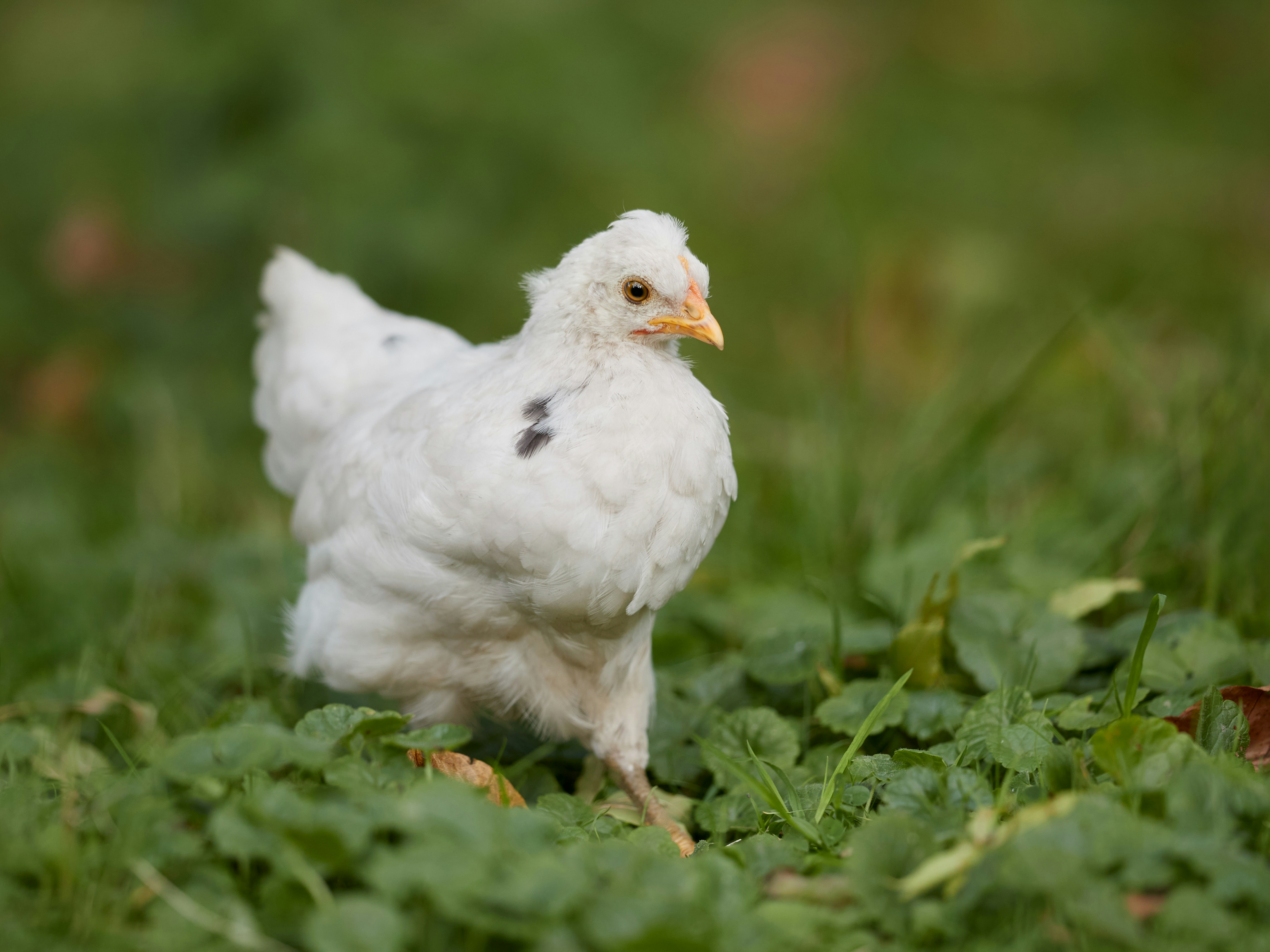 White Hen Amid Green Groundcover